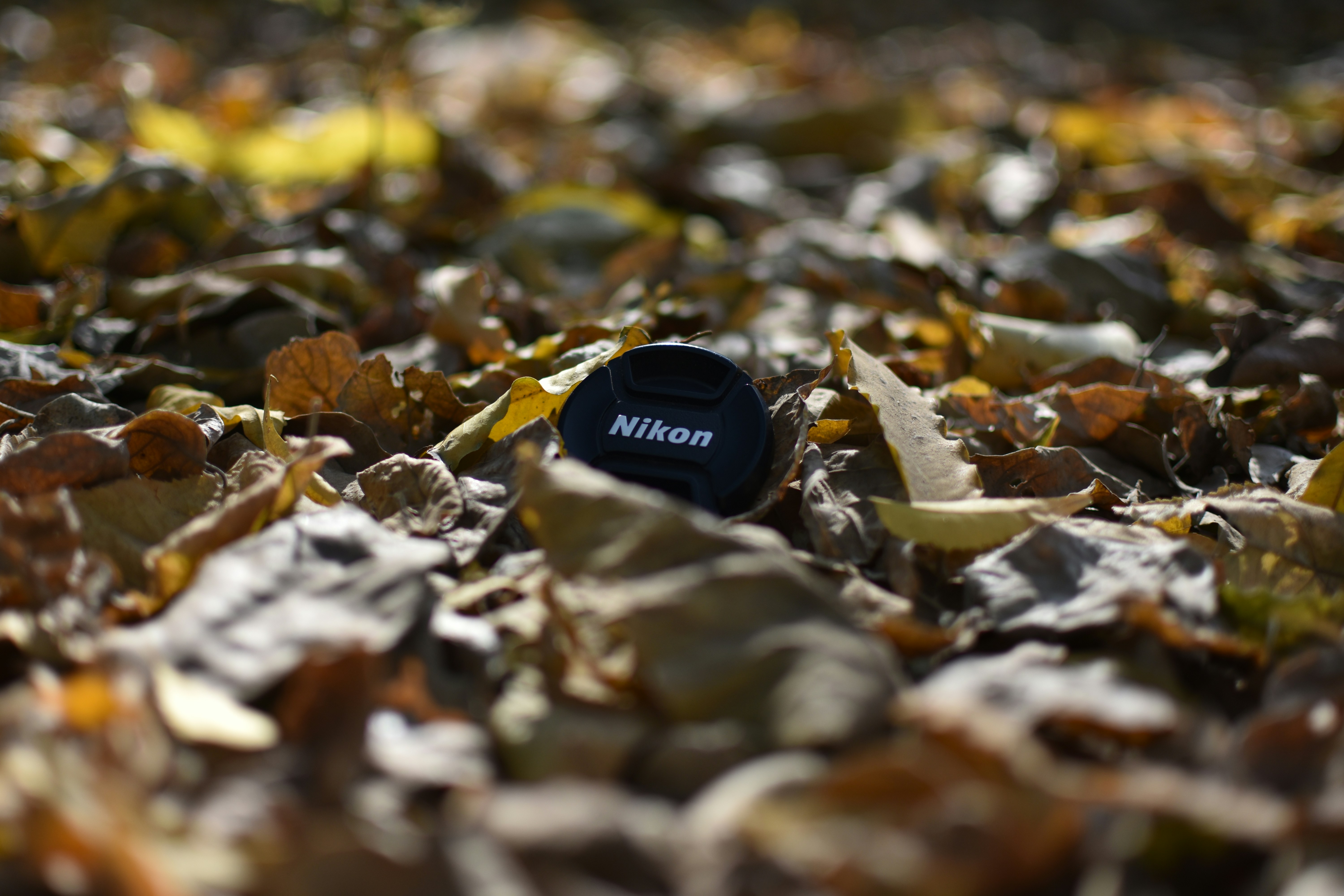 Nikon Lens Cap Resting Among Autumn Leaves