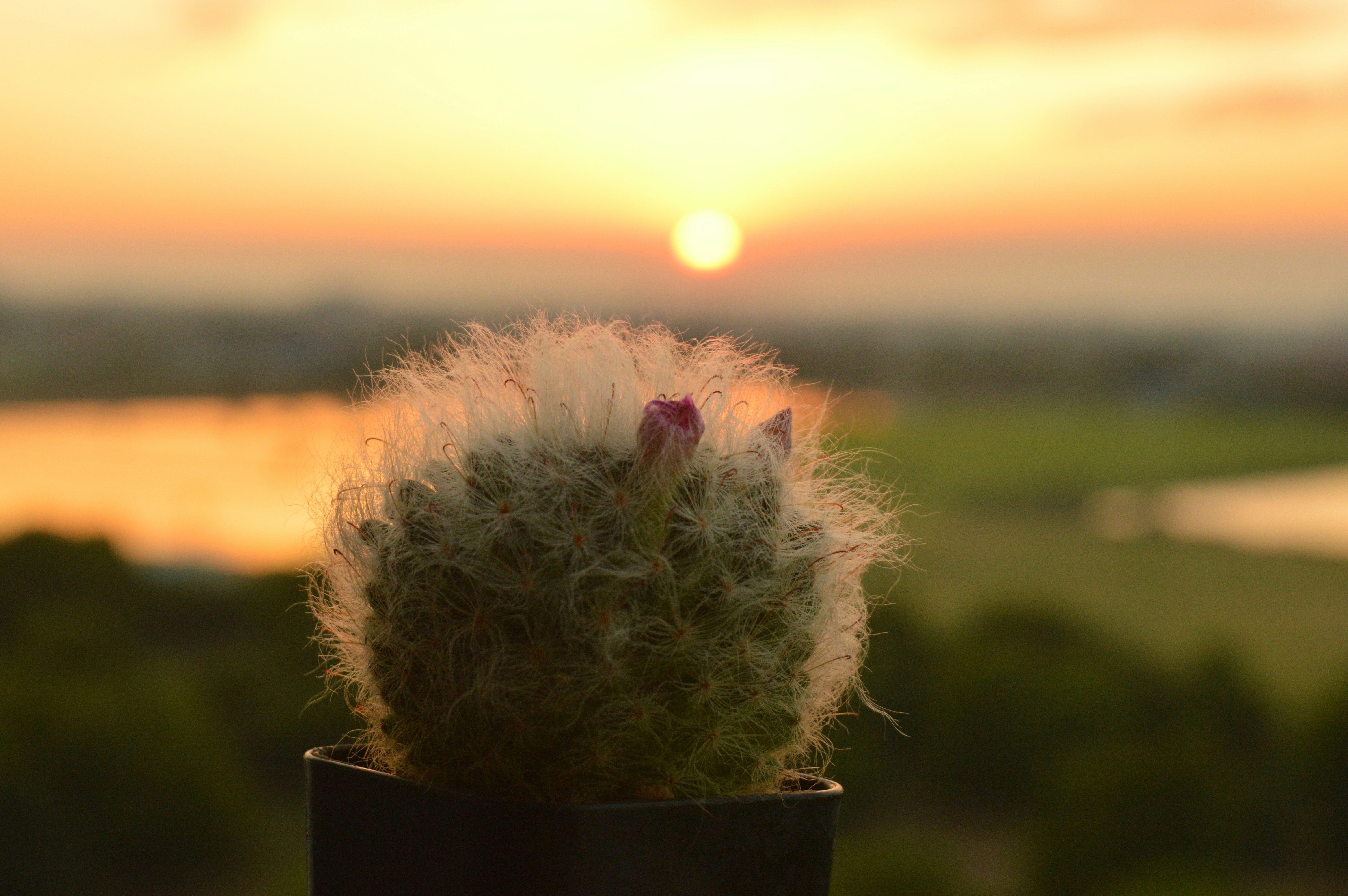 Photo by Allysah Felisan with Nikon D3200