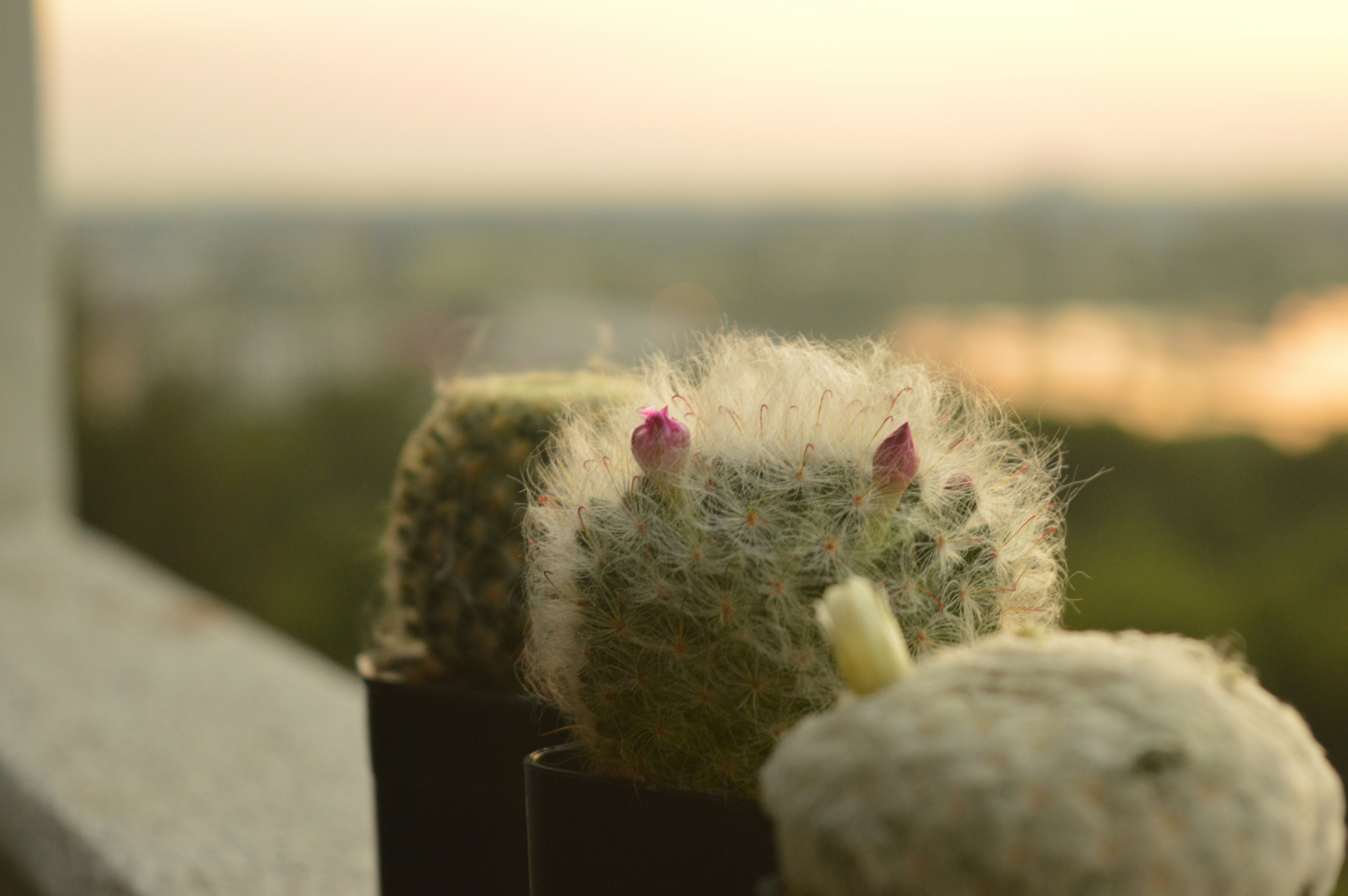 Blooming Minis: Tiny Cacti with Soft Fur and Pink Tips