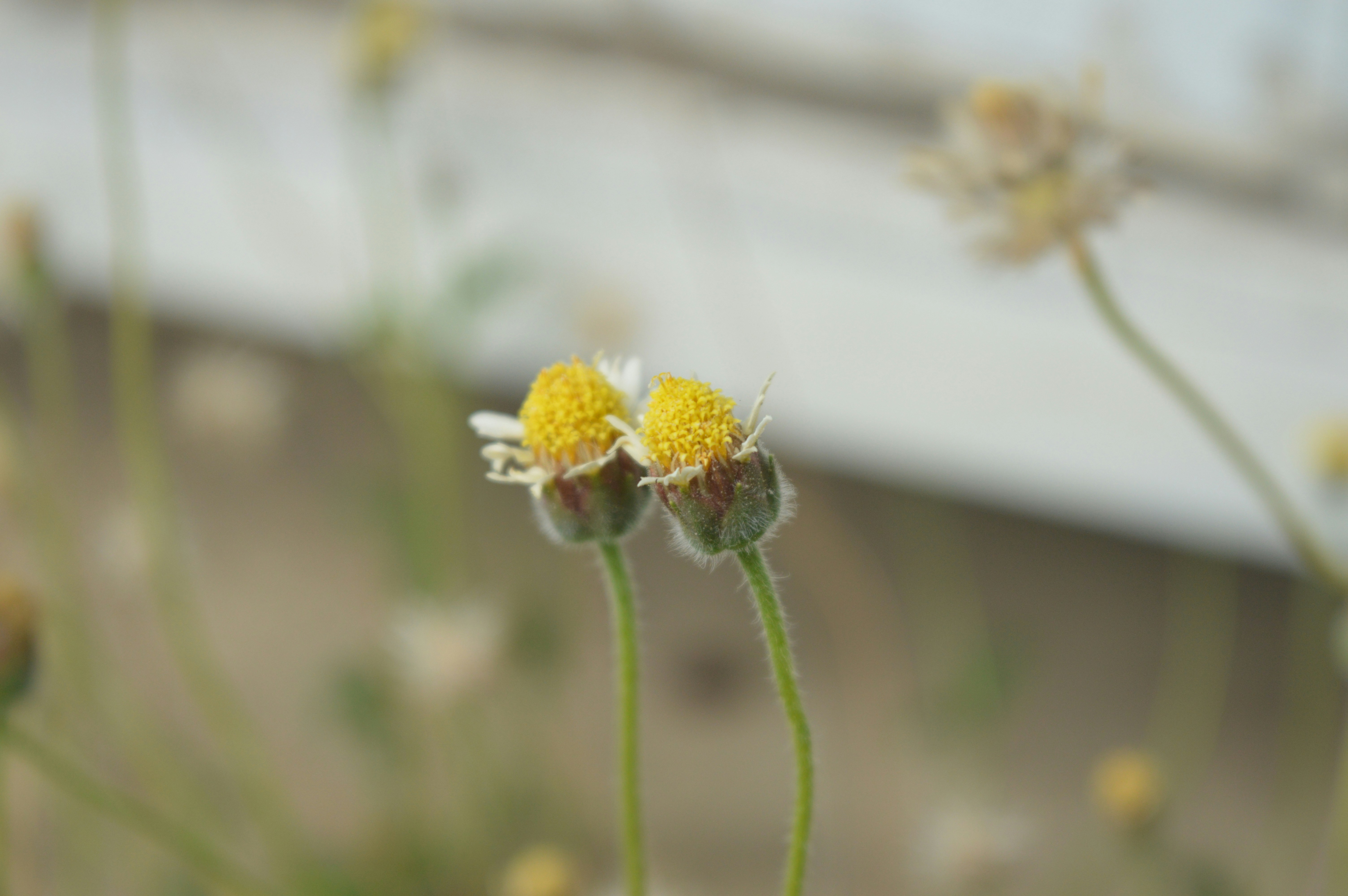 Two Sunlit Heads: A Delicate Close-Up of Tiny Garden Blooms