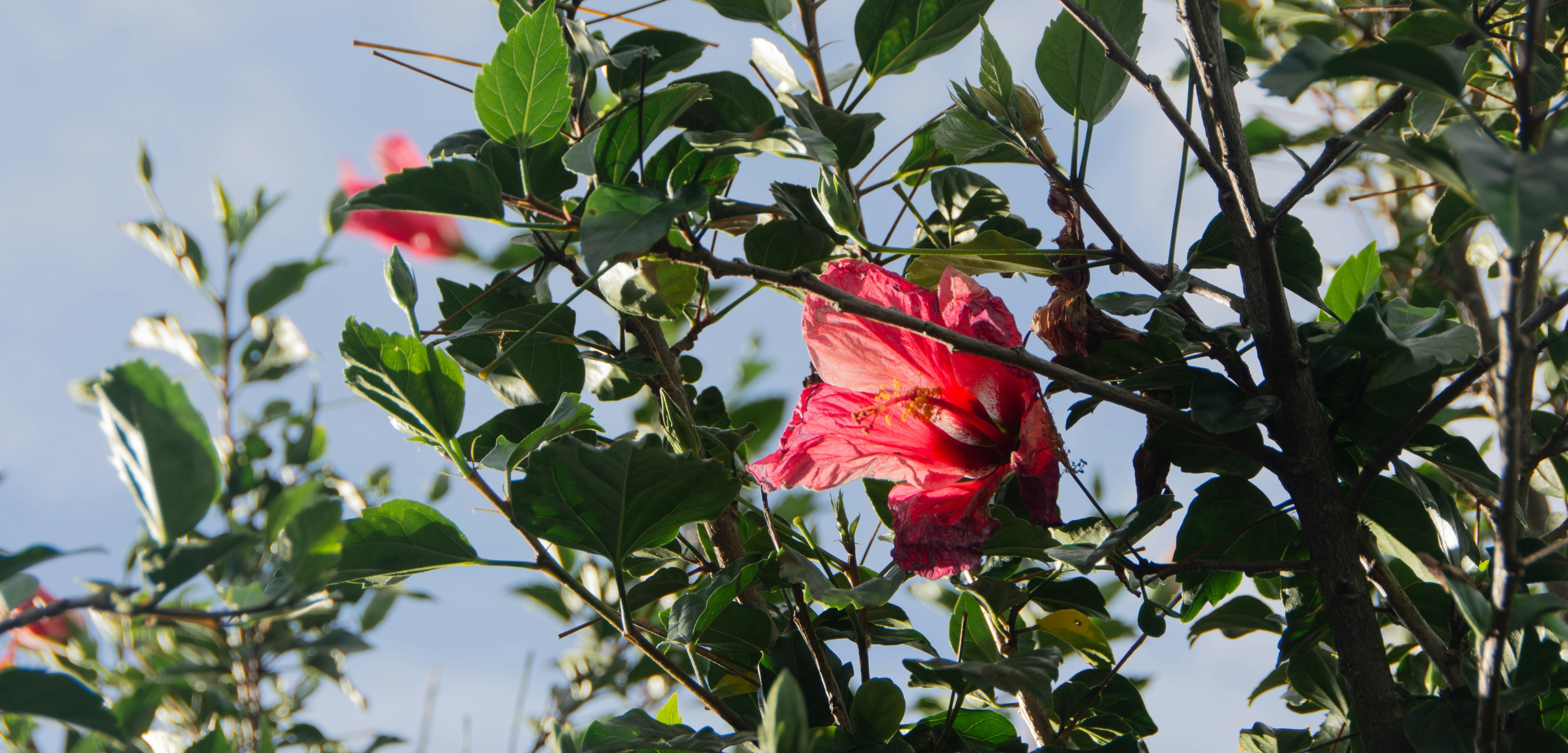 Crimson Hibiscus Framed by Green Foliage Under a Clear Sky