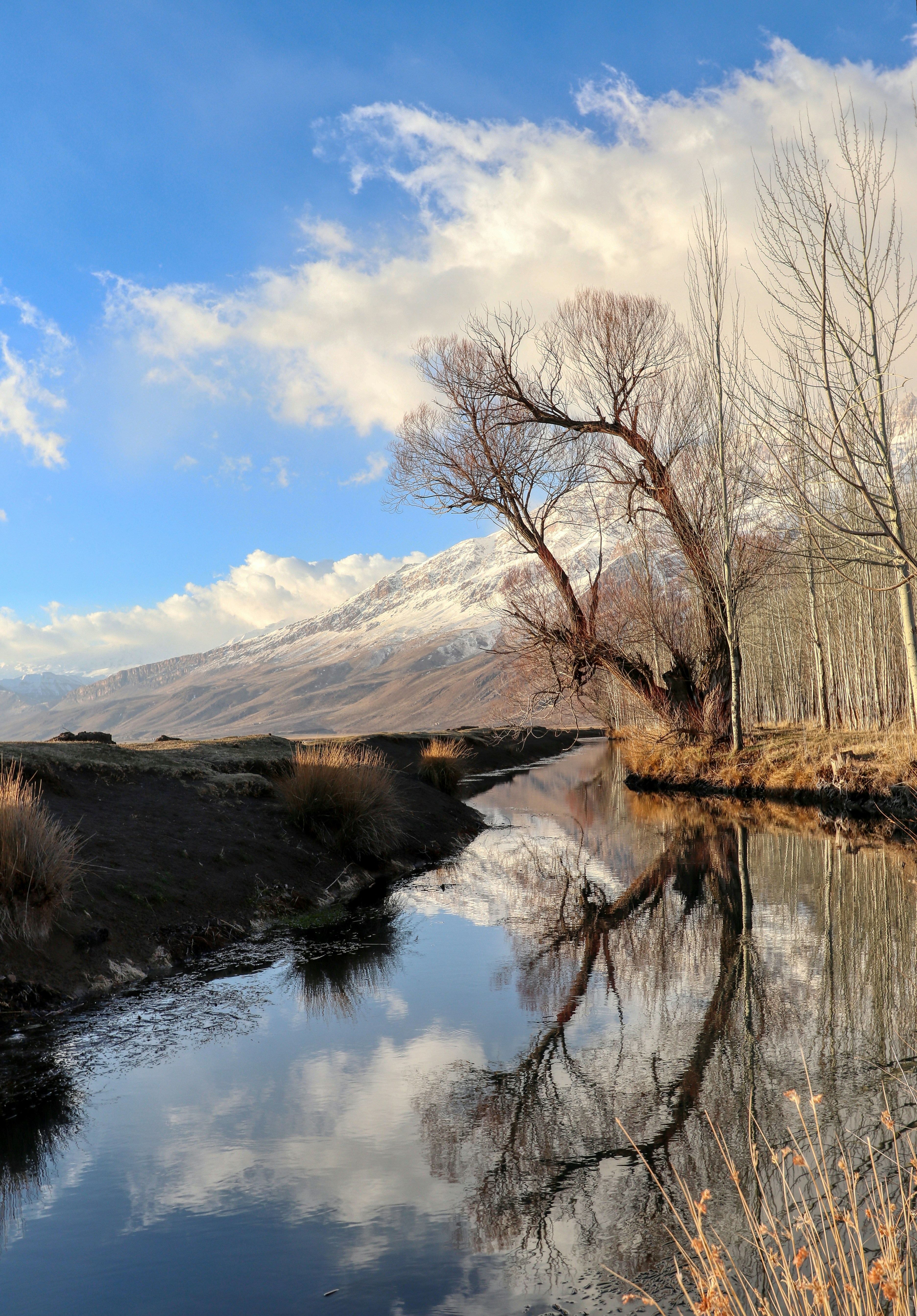 Arc of the Lone Tree Over a Mountain-Reflected River