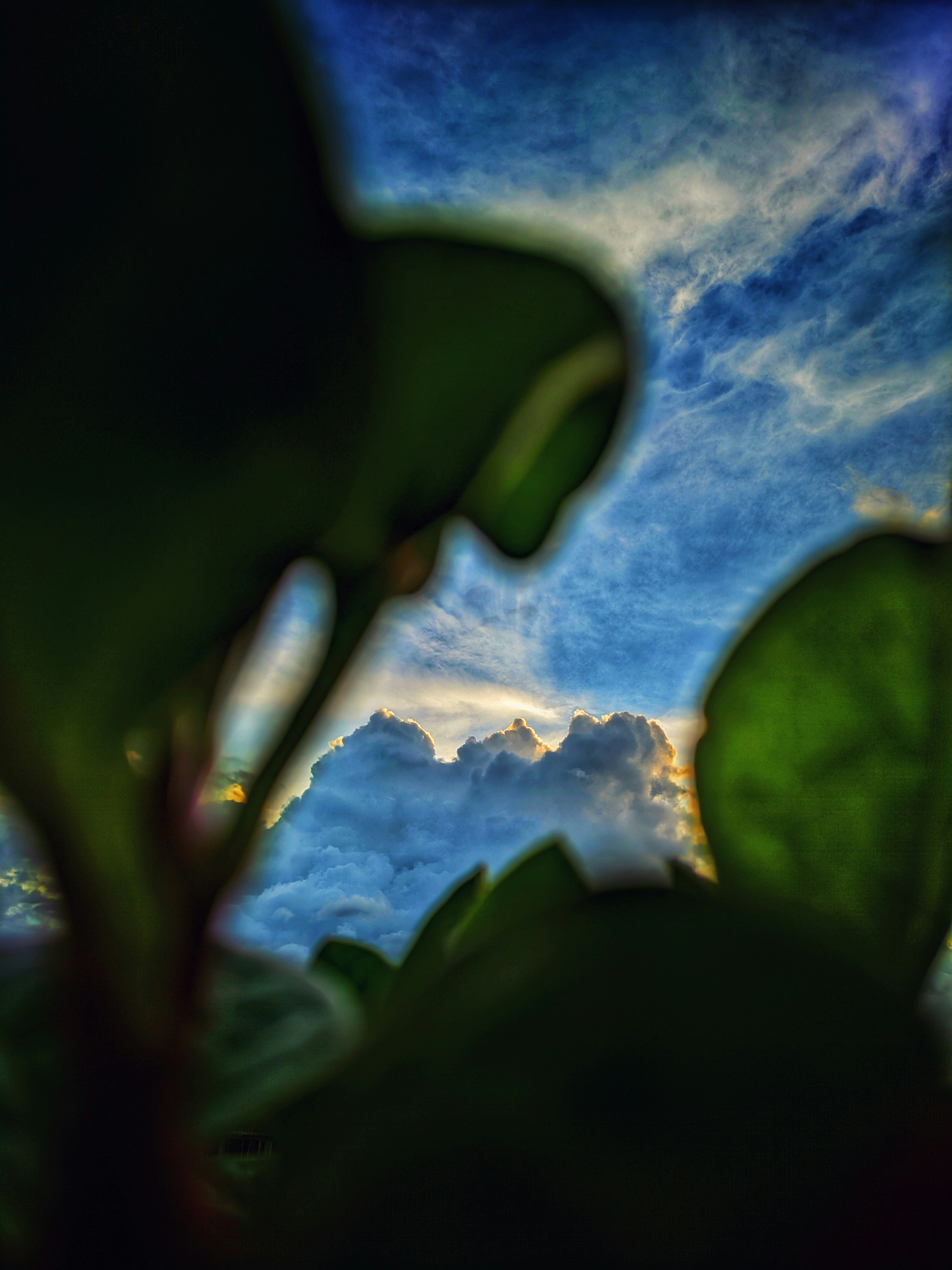 Sky Framed by Leaf Veils: a Low-Angle Macro Moment