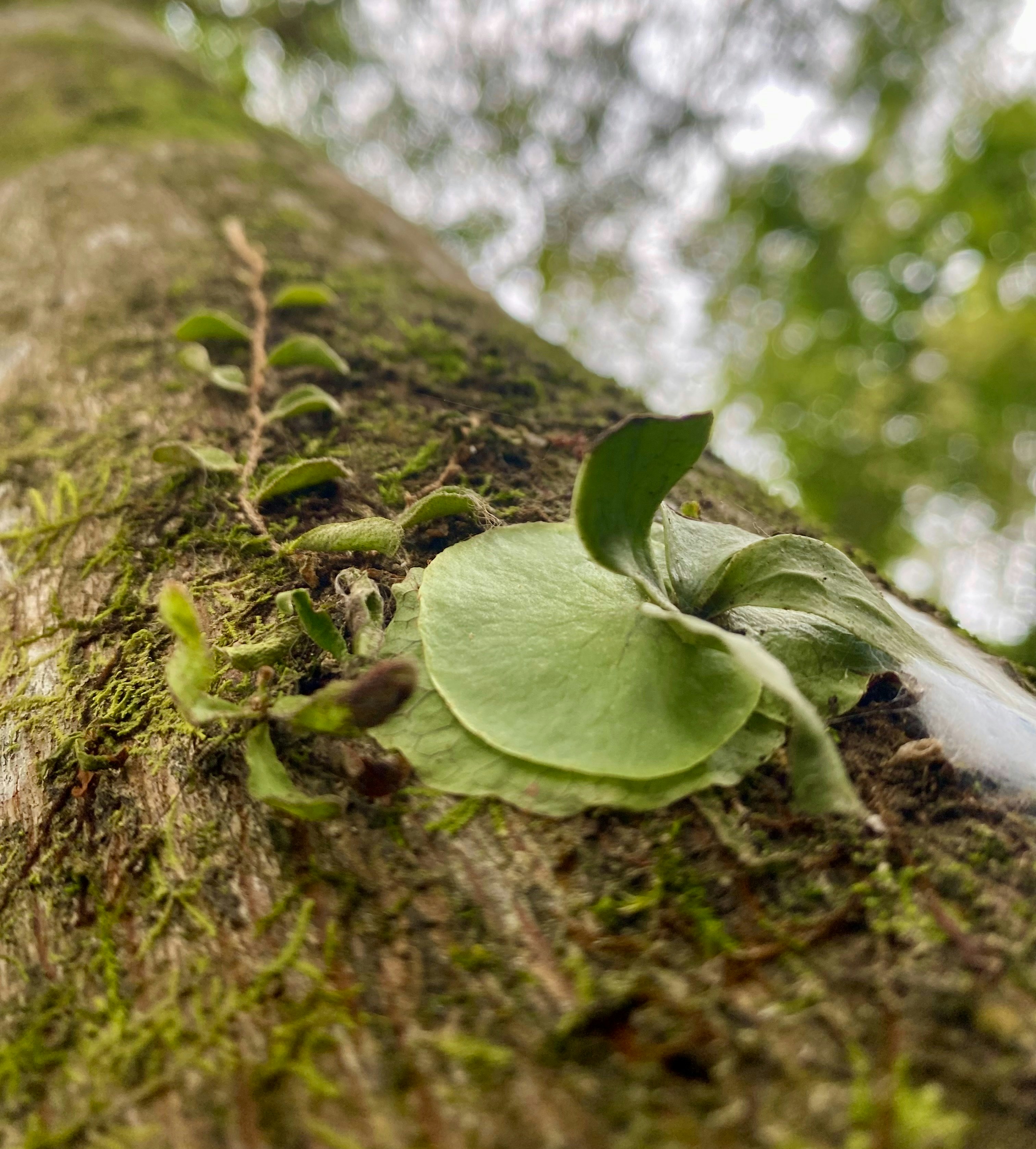 Rosette on Bark: A Circular Leaf Emerges Among Moss