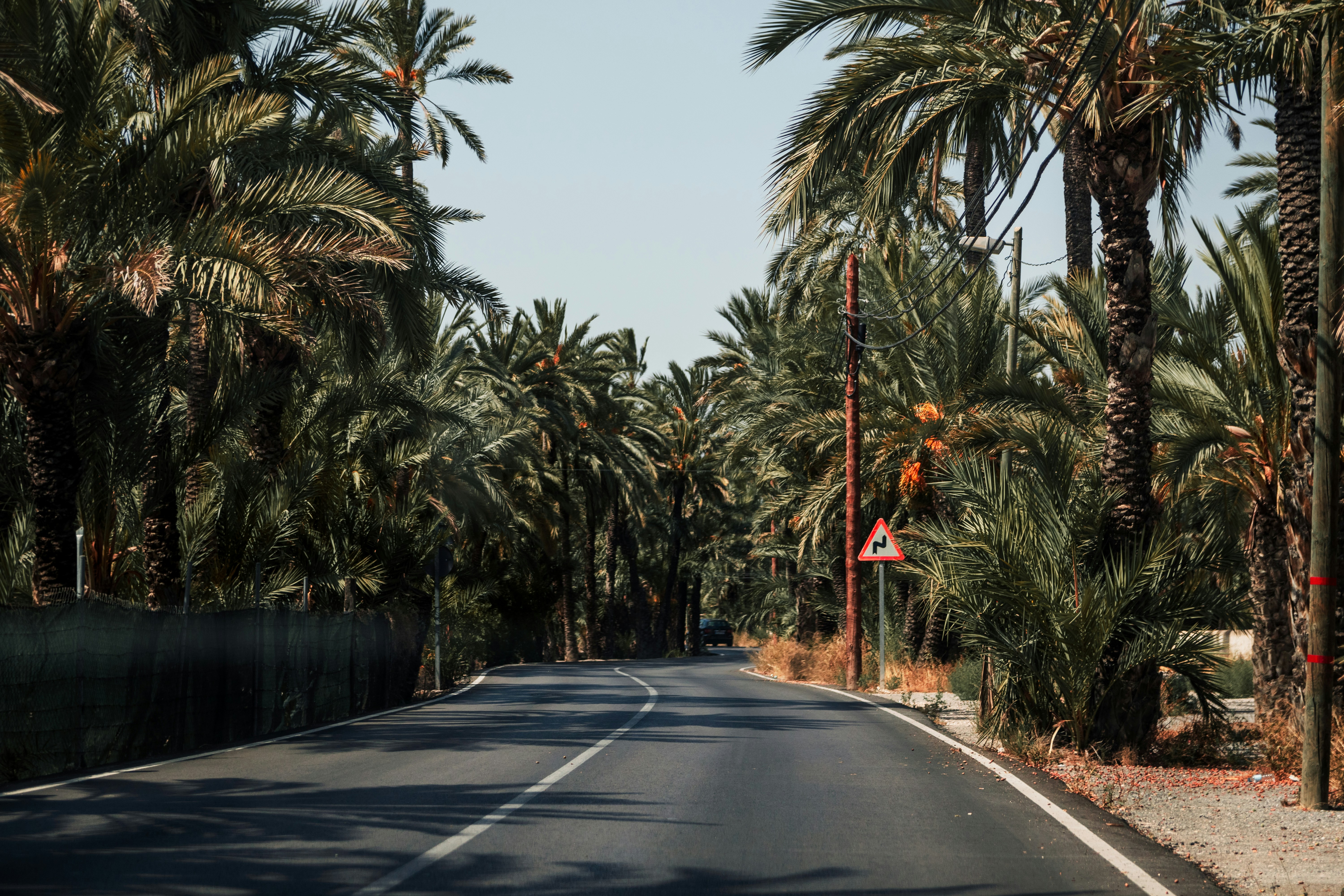 Palm-Lined Avenue: A Sunlit Road Framed by Tropical Fronds