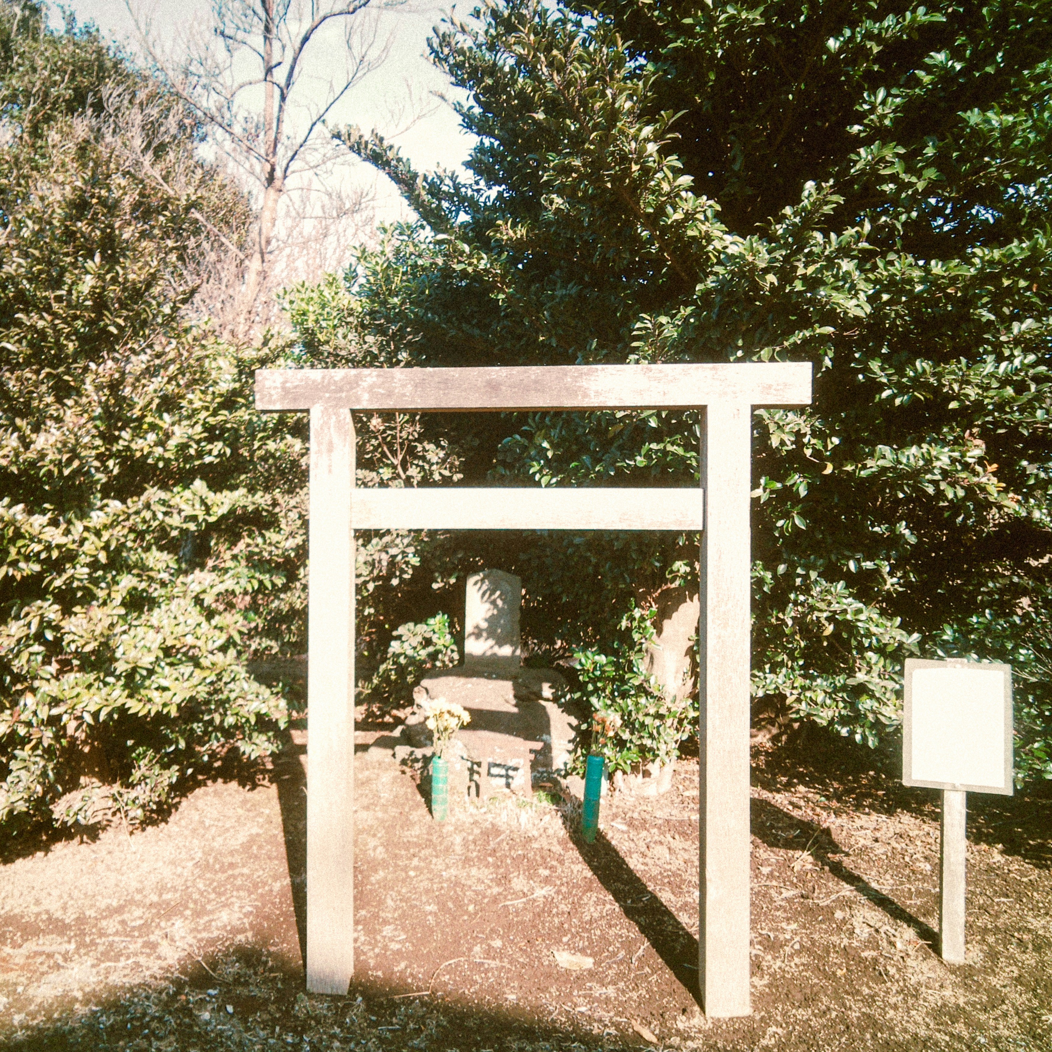 A photograph of a sunlit torii gate along a garden path, framed by evergreen shrubs and a distant stone lantern.