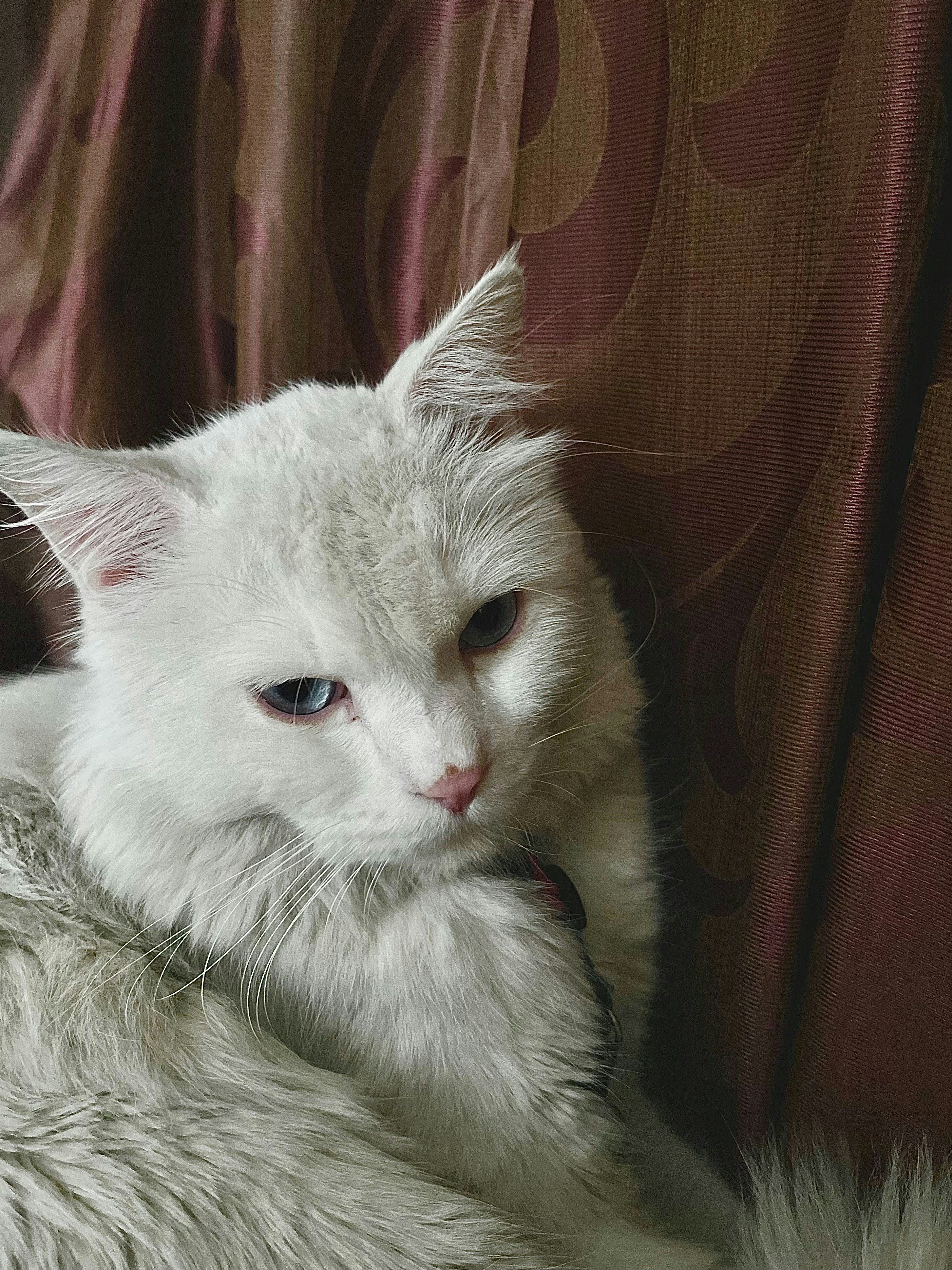 White cat with blue eyes resting against a patterned curtain.