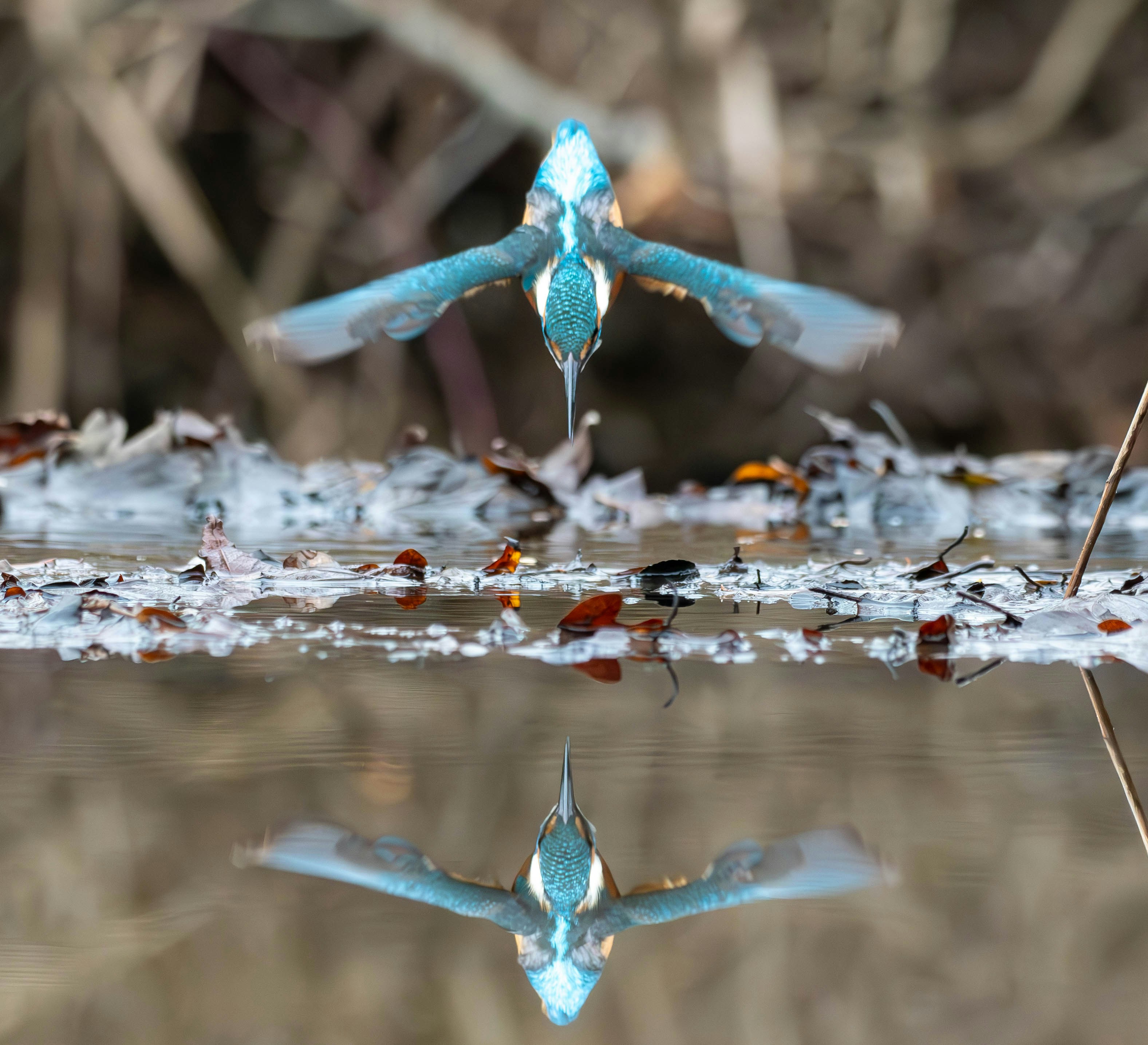 Azure Spear Dive: Kingfisher at the Glassy Surface
