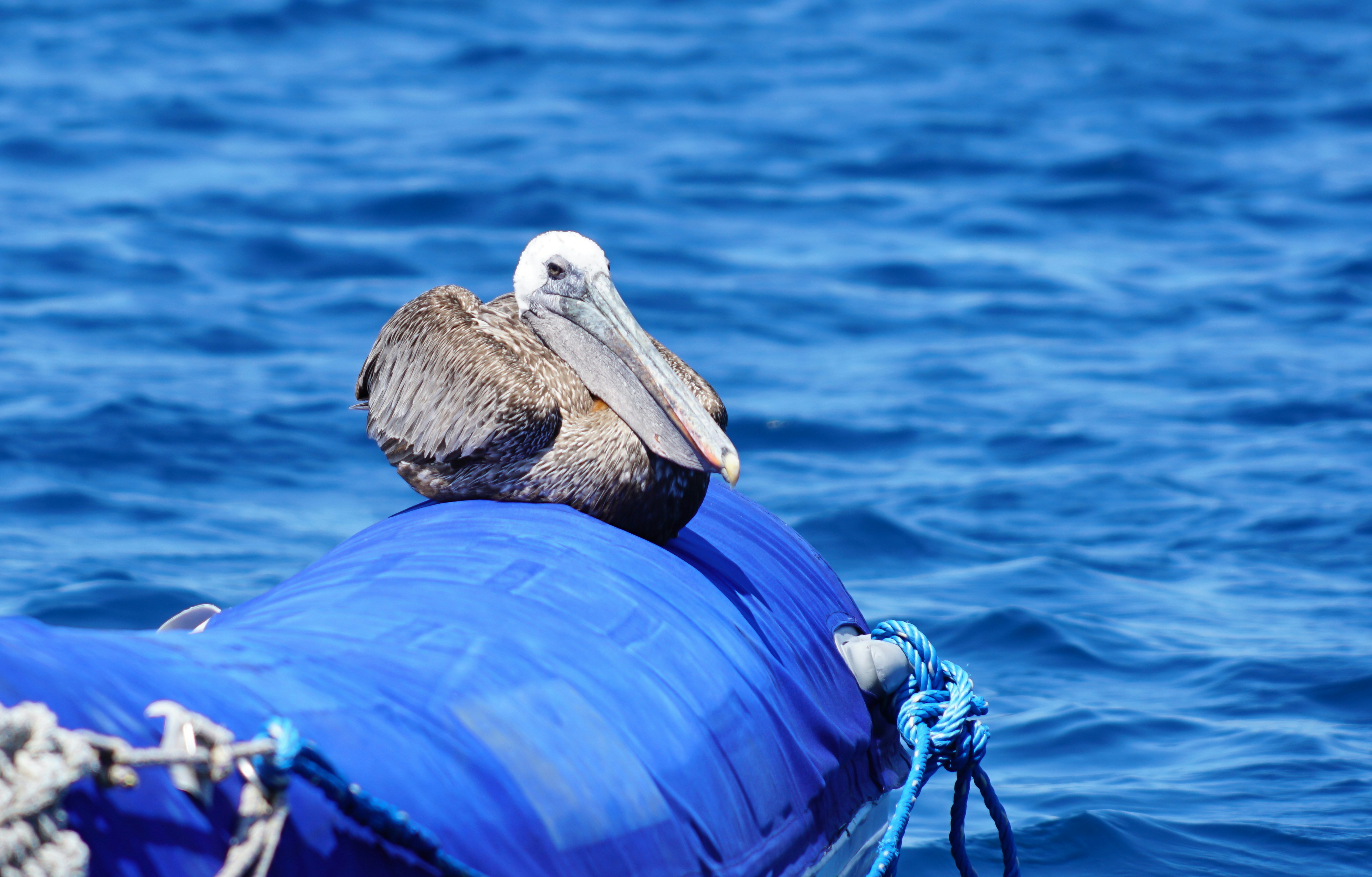 Pelican on a Blue Raft: A Quiet Moment on the Open Sea