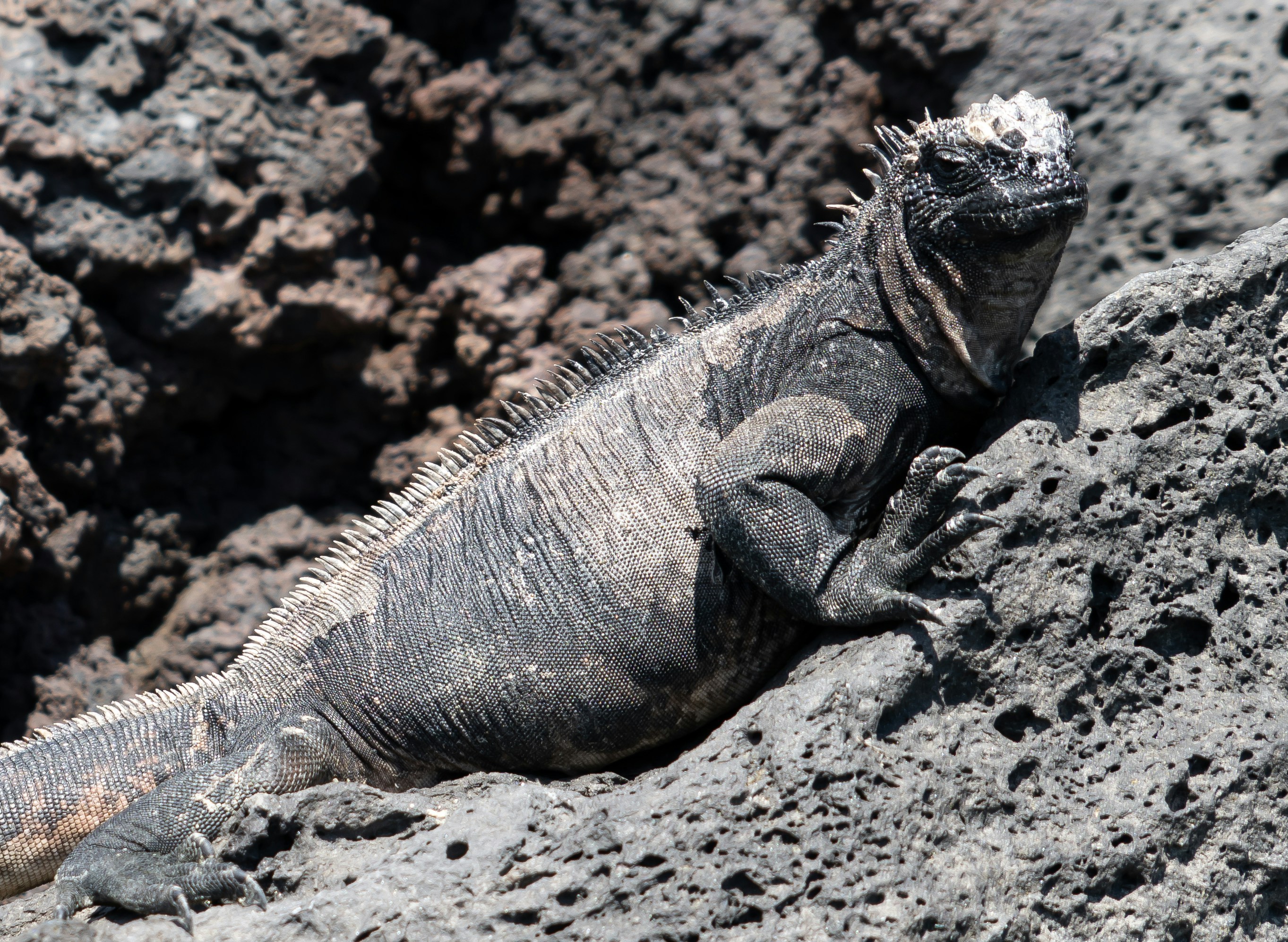 Armored Watch: A Lizard Clings to Volcanic Rock Under Harsh Noon Light