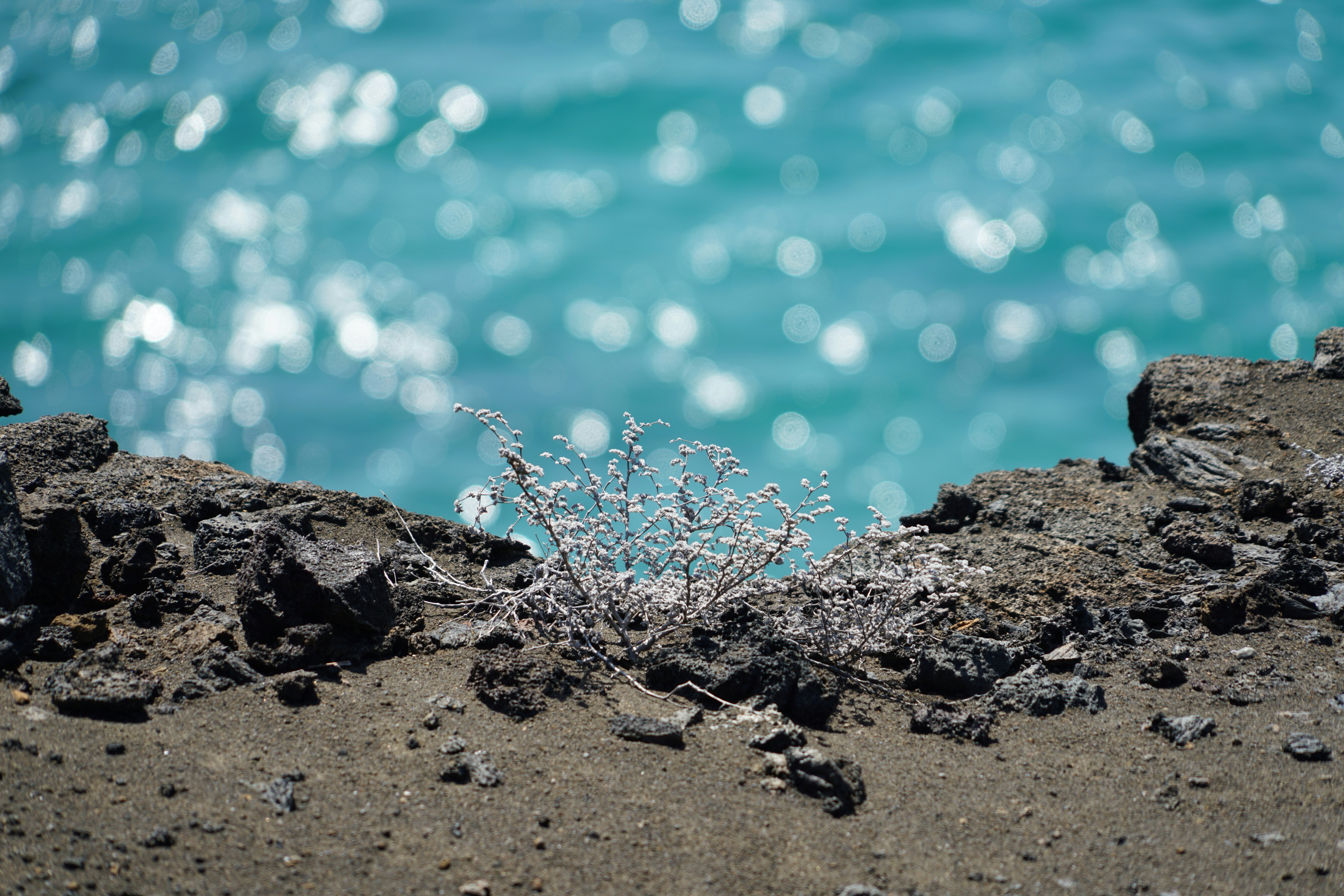 Salt-Spray Bloom on Weathered Basalt Against a Turquoise Backdrop