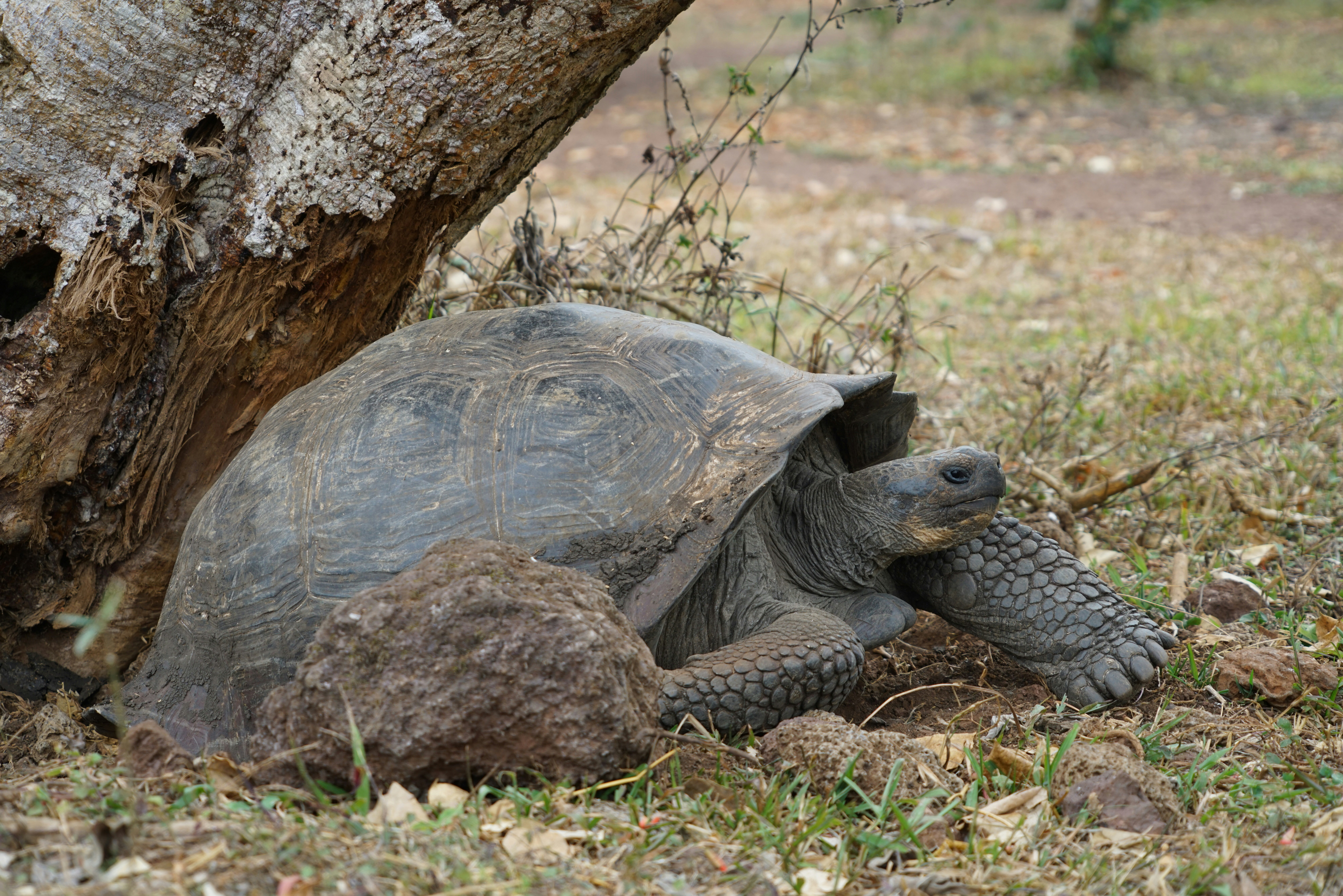 A large tortoise sitting under a tree in the grass photo – Free Animal ...