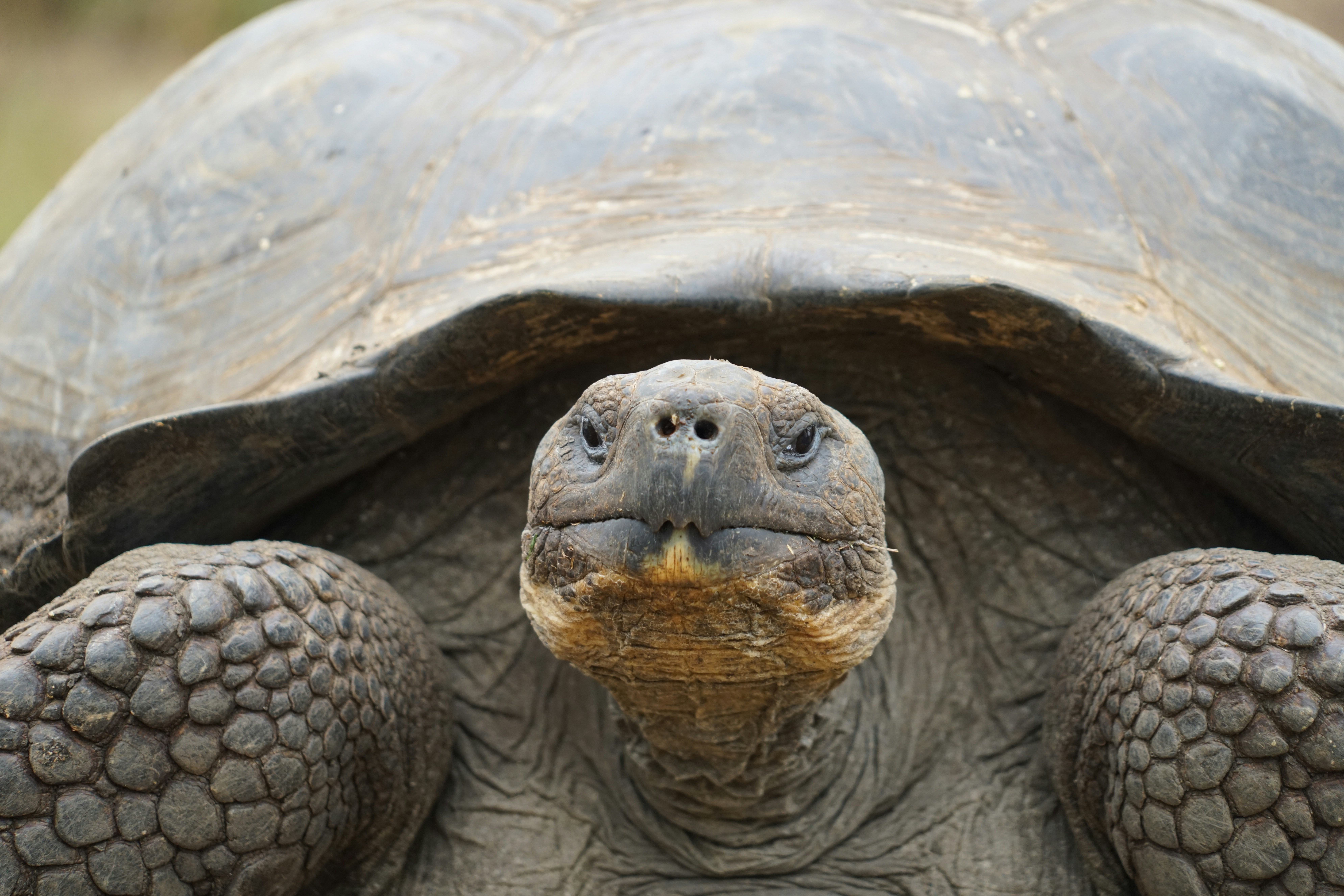 A close up of a tortoise looking at the camera photo – Free Galápagos ...