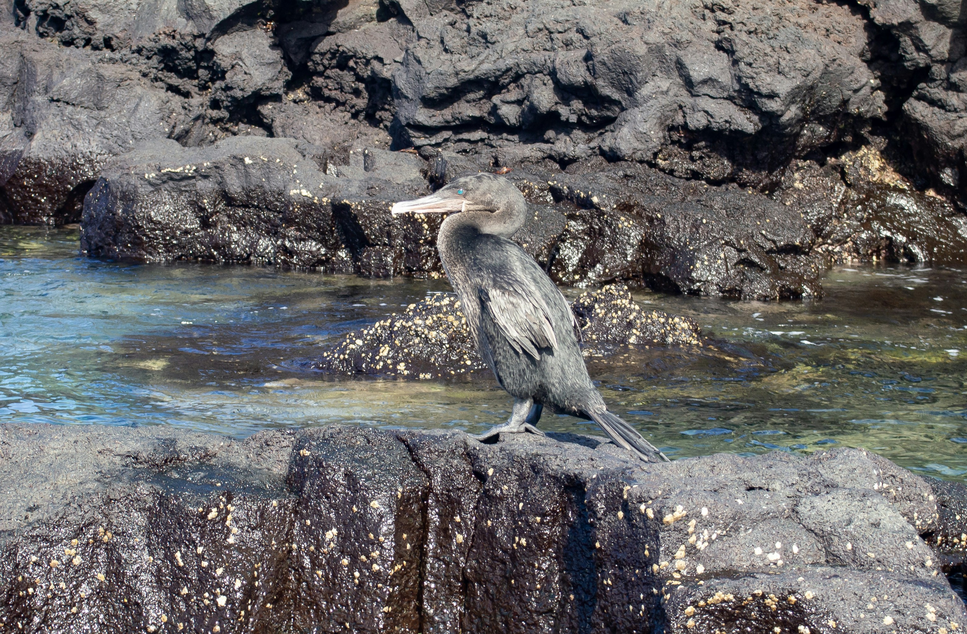 A cormorant perched on a rocky outcrop, surveying its coastal domain against a backdrop of shimmering water.