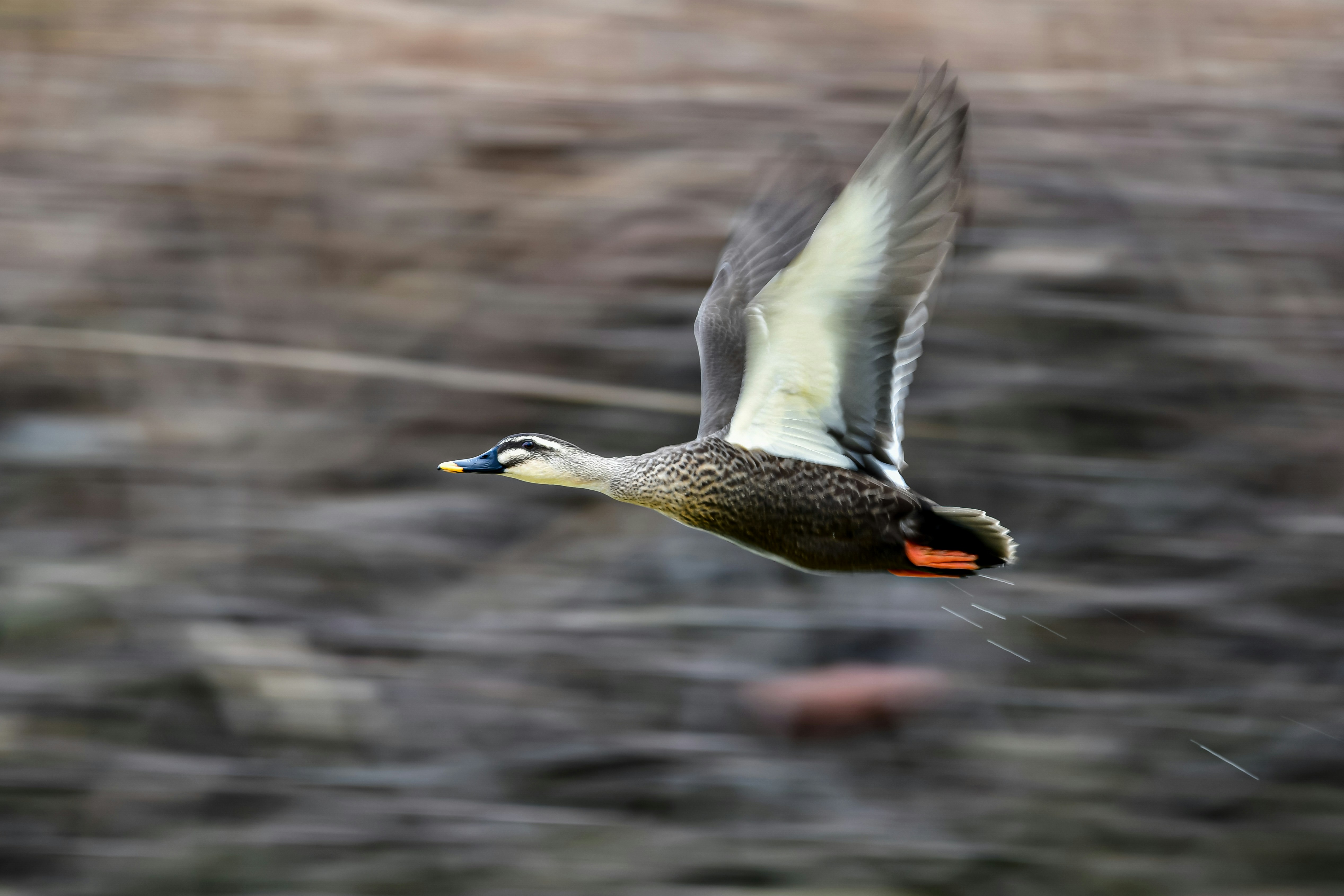 A duck flying through the air with a blurry background photo – Free ...