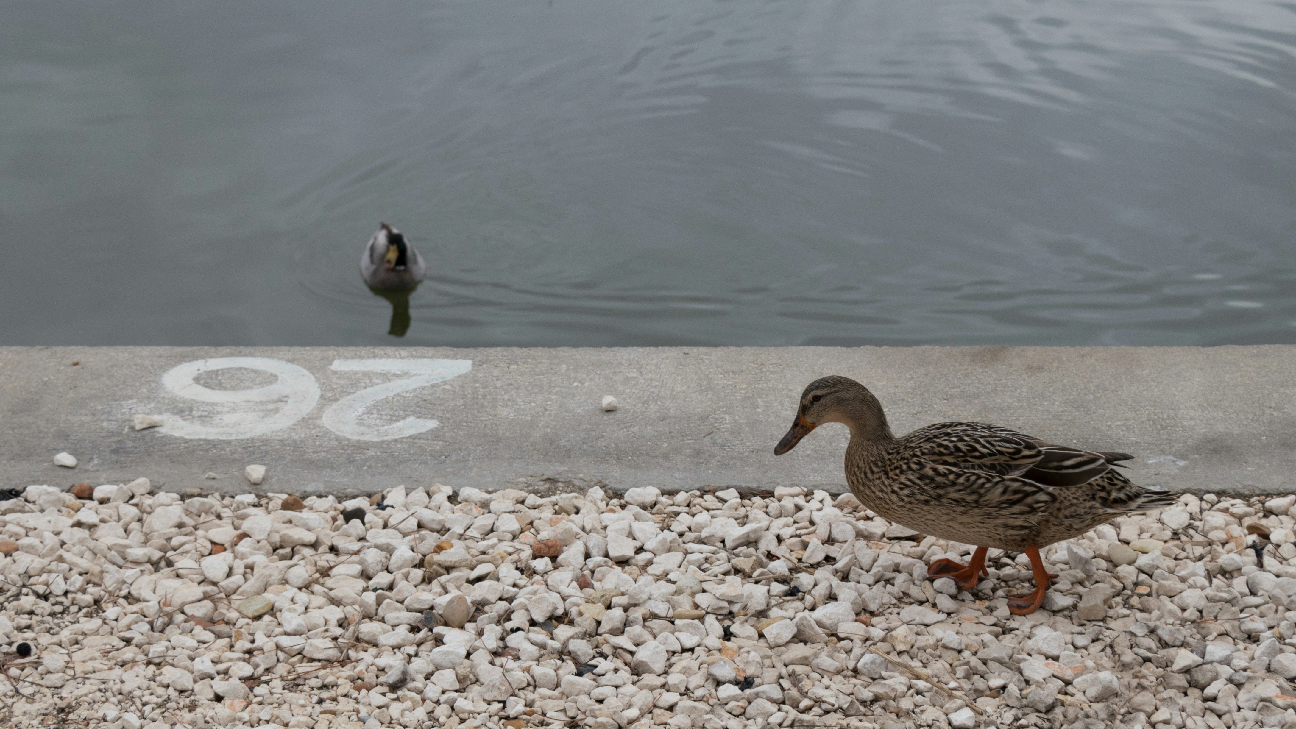 Duck at the Edge: Quiet Moment by the Pier Marking 26