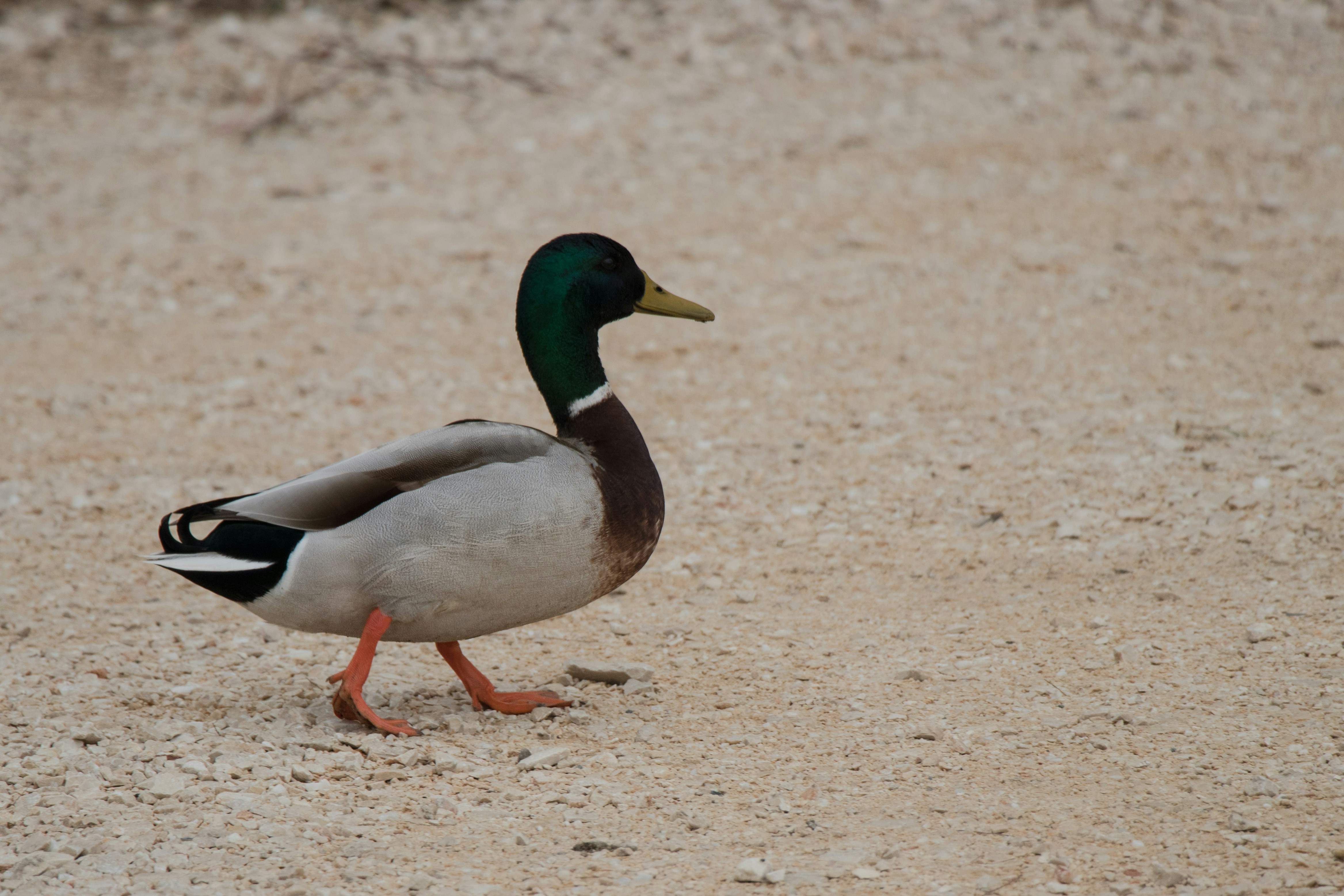 A duck walking across a sandy area next to a body of water photo – Free ...