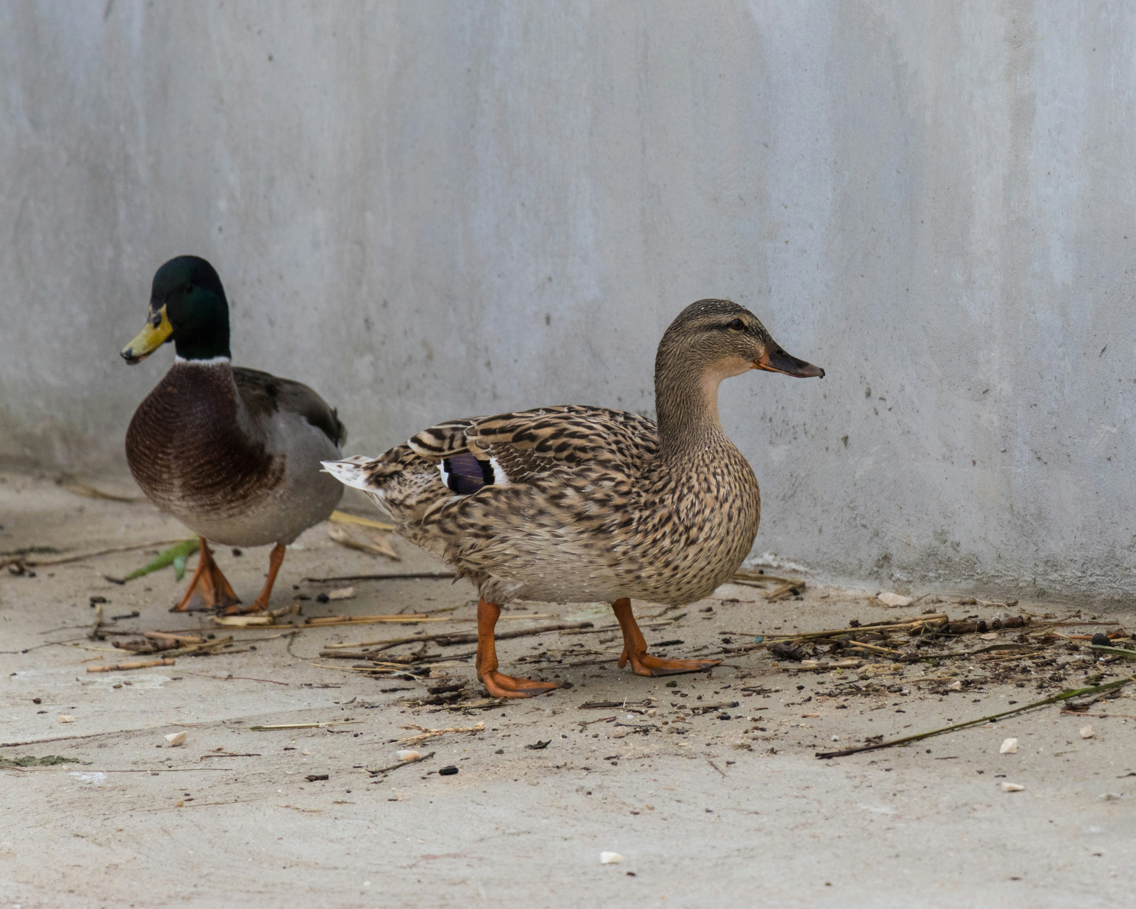 Mallards at the Concrete Margin: Orange Feet and Speckled Plumage