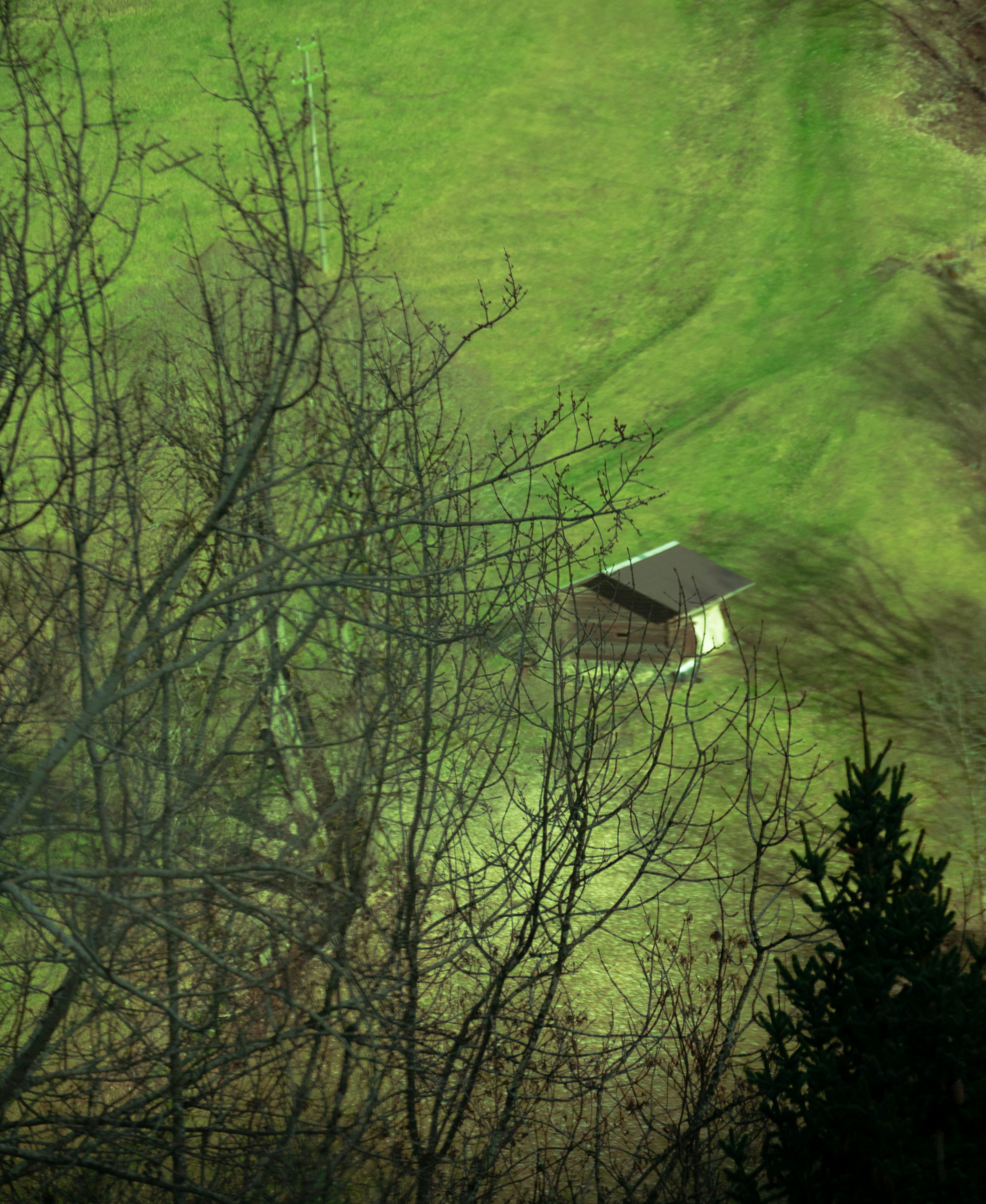 Whispering Branches Frame a Distant Shed on Emerald Slopes