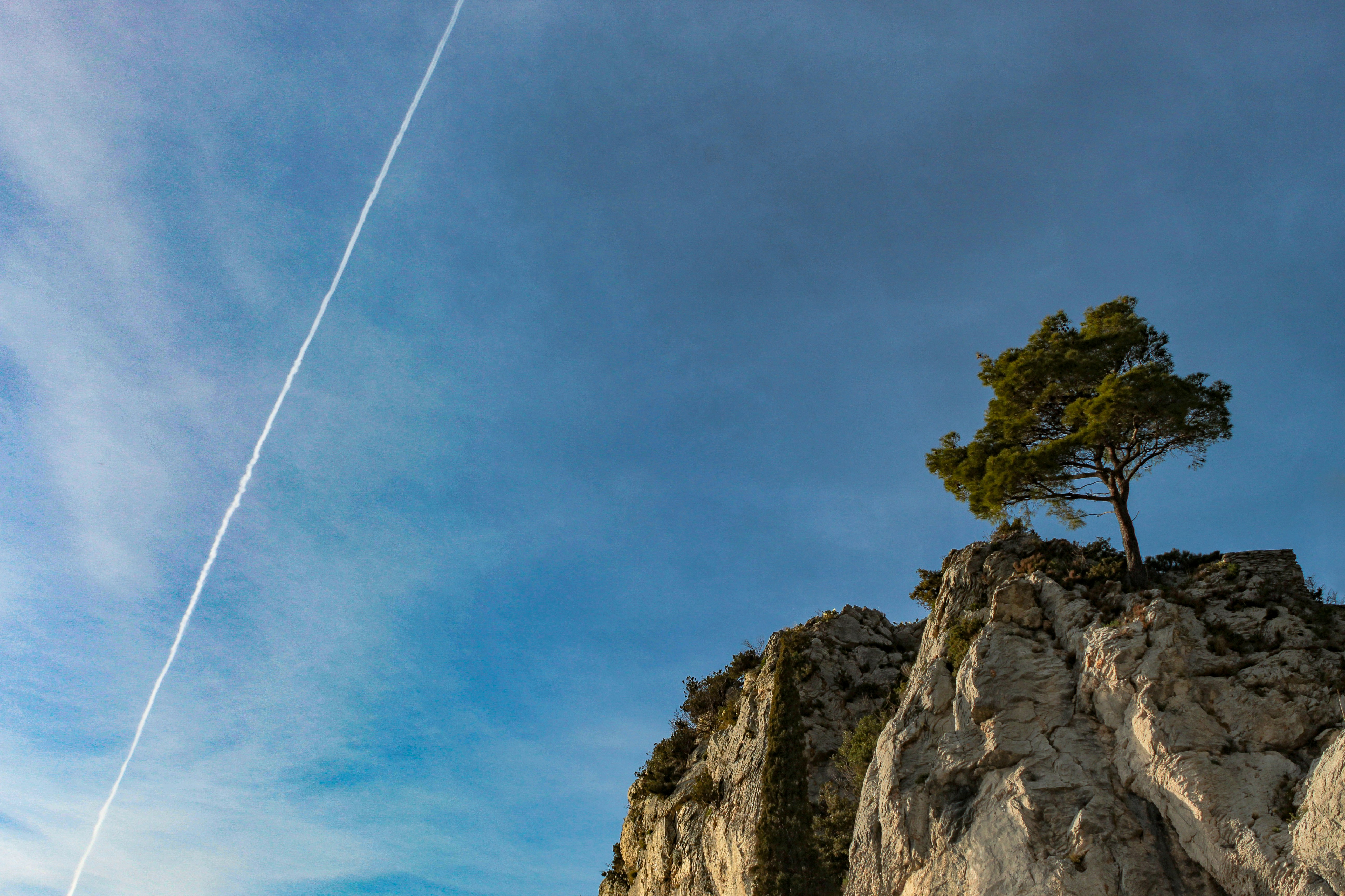 Solitary Tree atop Weathered Cliffs