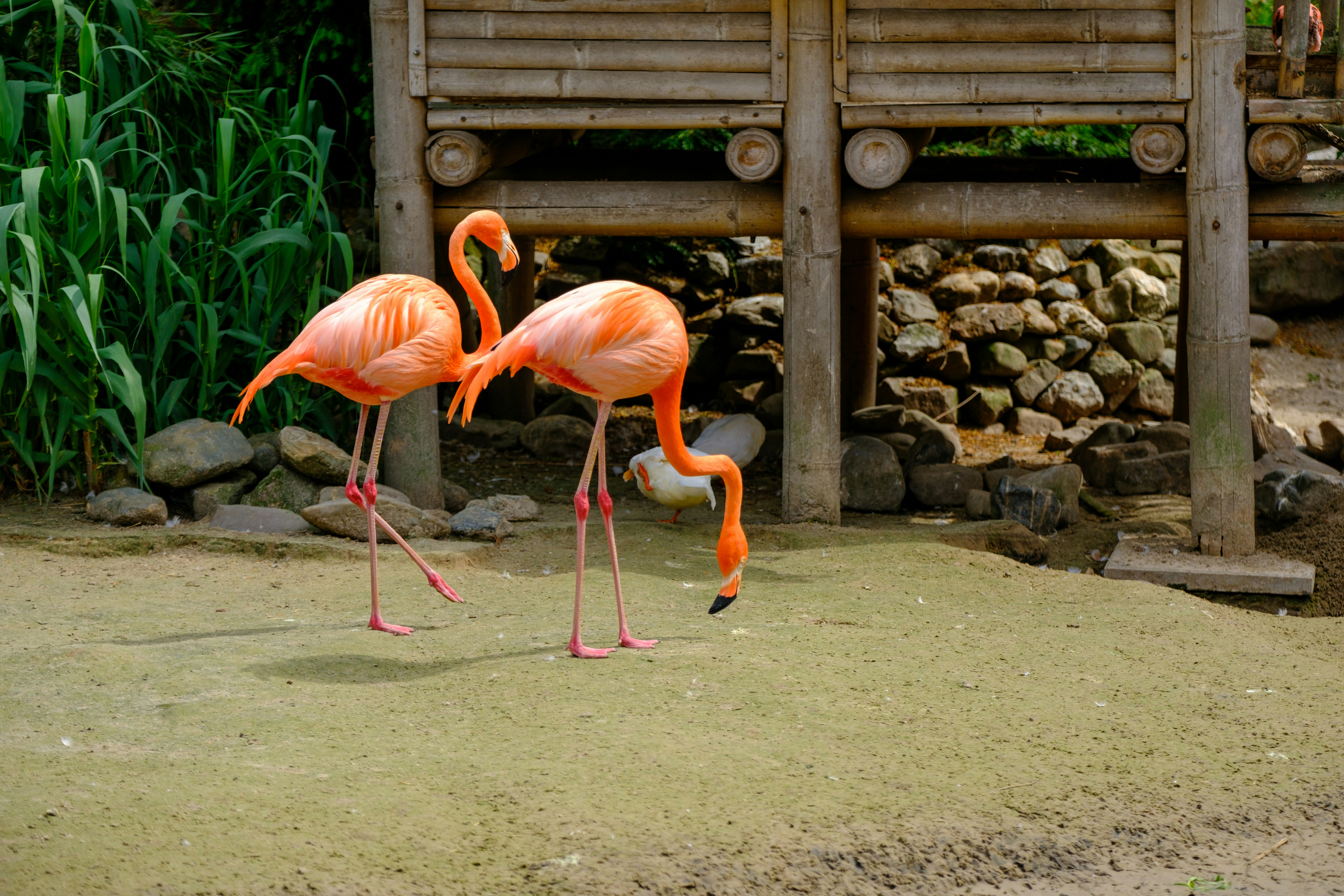 A couple of flamingos standing next to each other photo – Free Image on ...