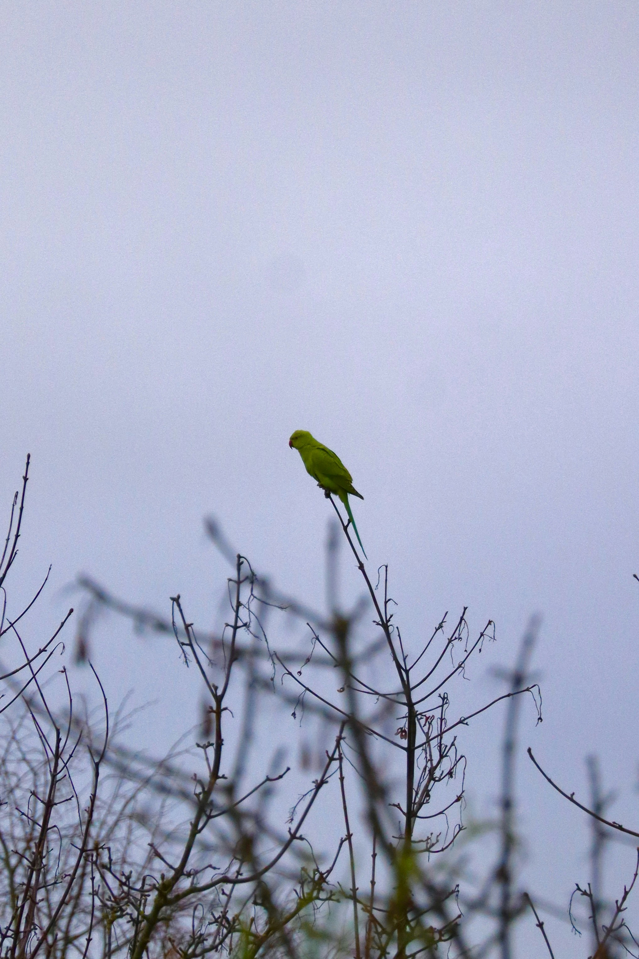 Emerald Sentinel on a Bare Arbor Under a Quiet Pale Sky