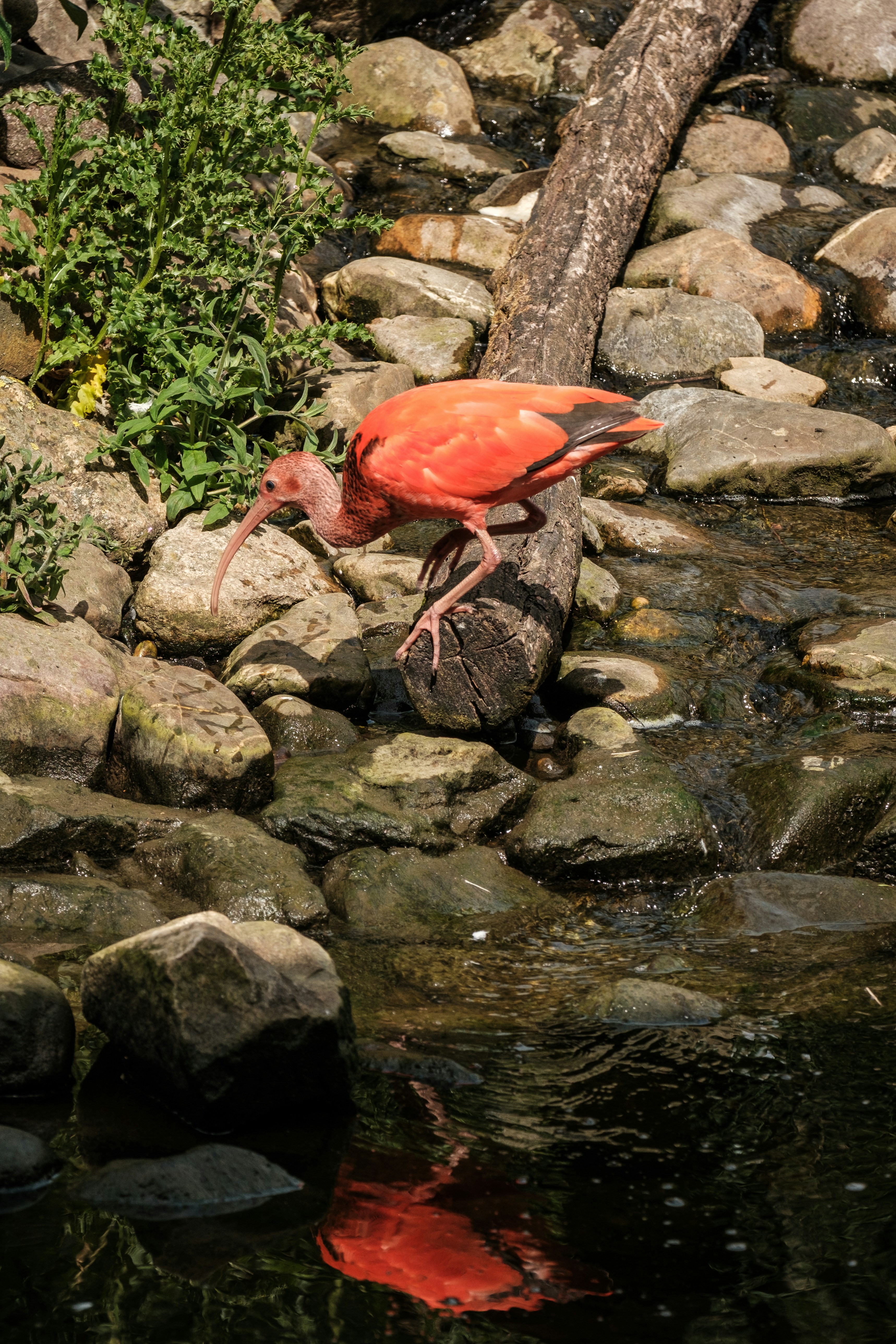 Crimson Flamingo Treads the Pebble Shore by a Quiet Stream