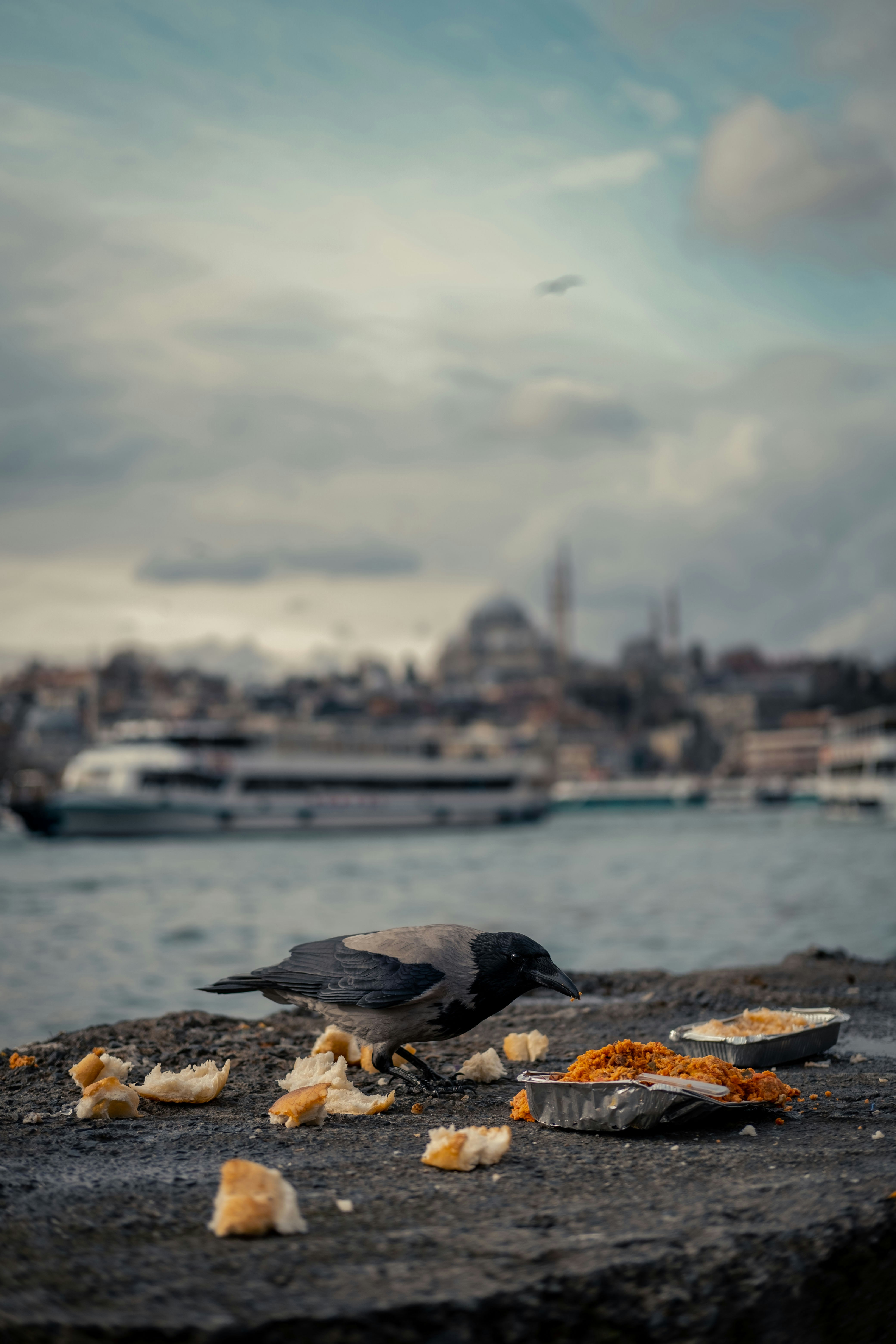 Crow on a Crumbled Feast by the Riverfront