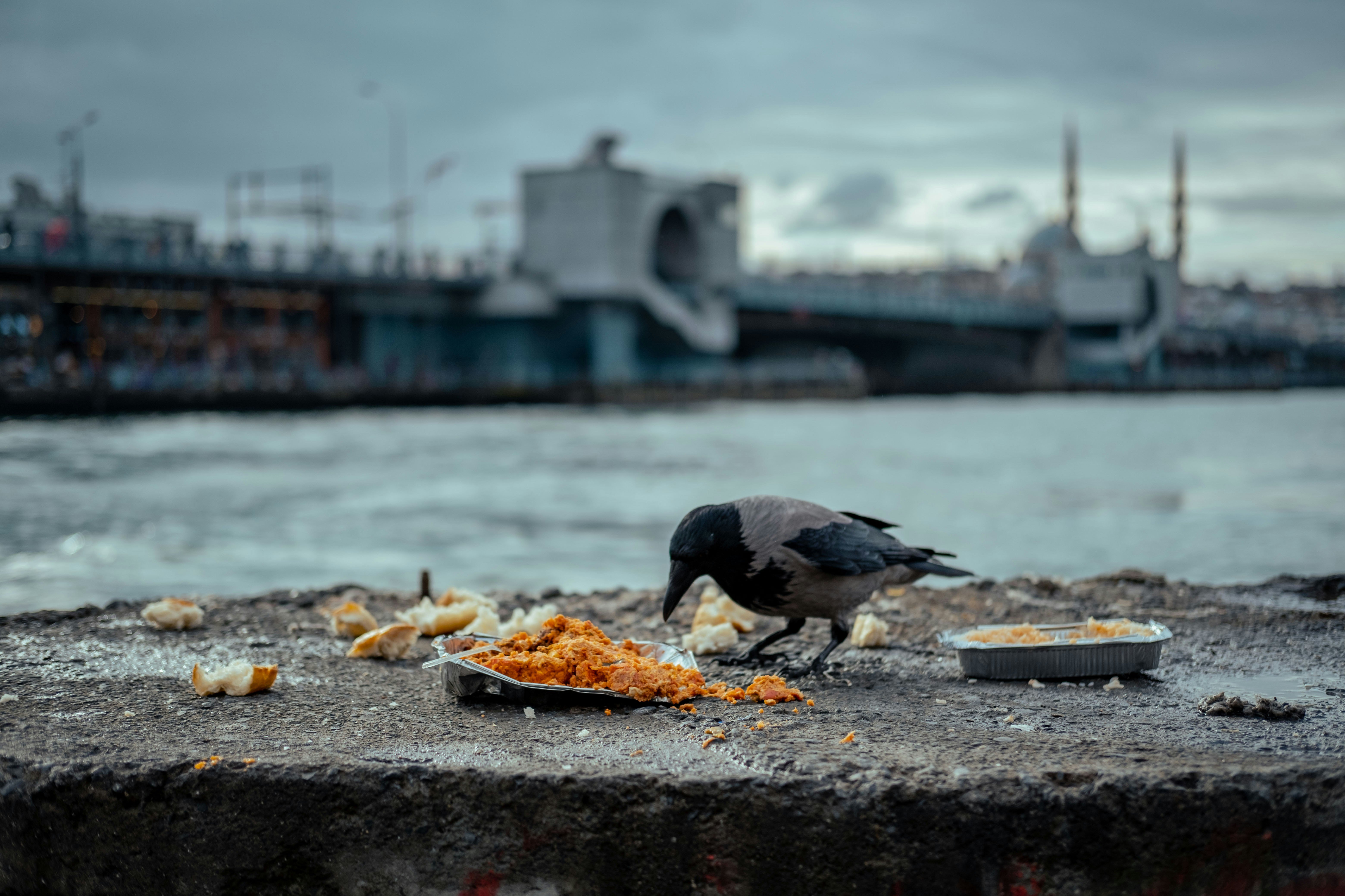 Raven on the Pier: Crumbs and Industry in a Distant Horizon