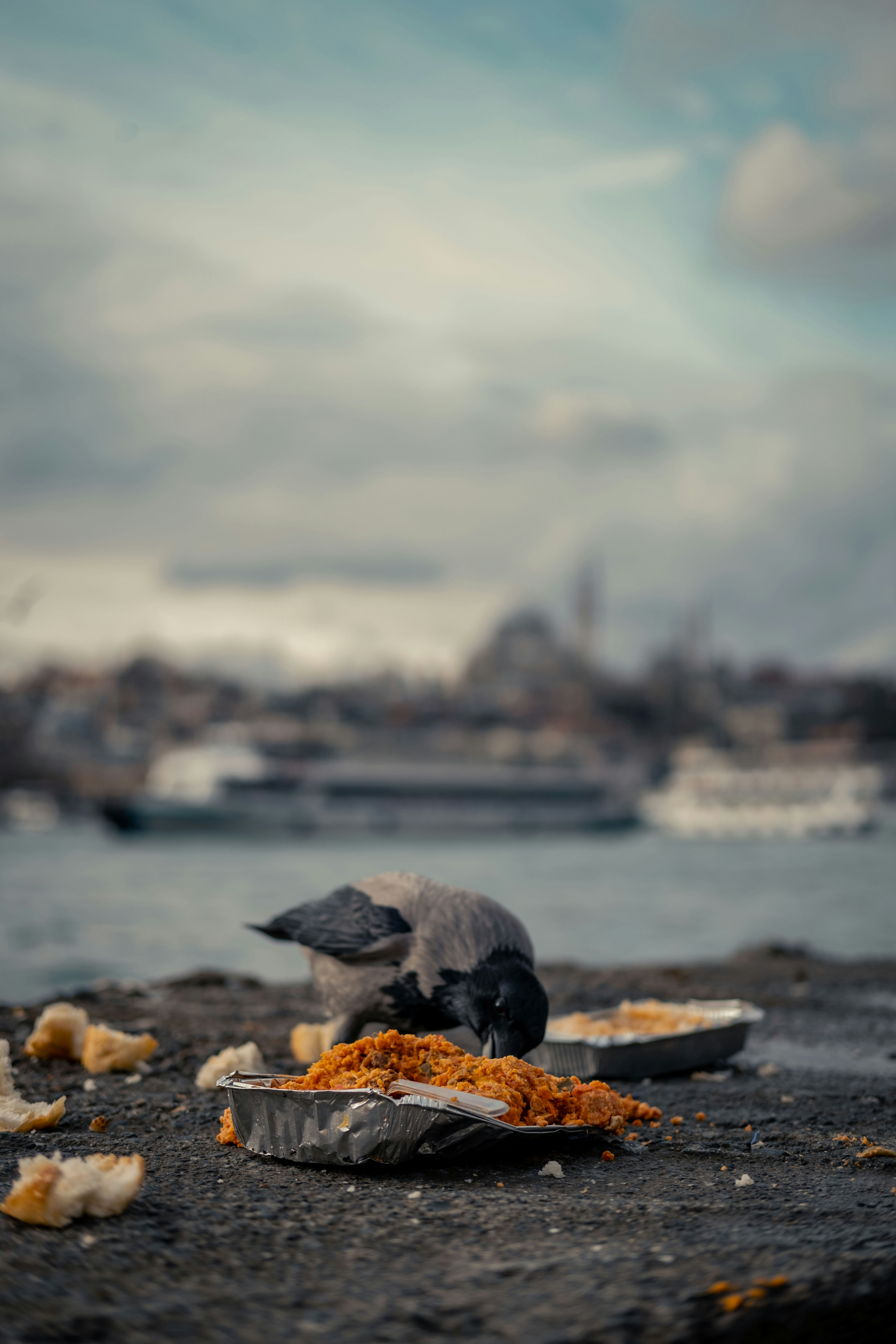 Dockside Snack: Seagull's Quick Orange Bite Amid Blurred Harbor