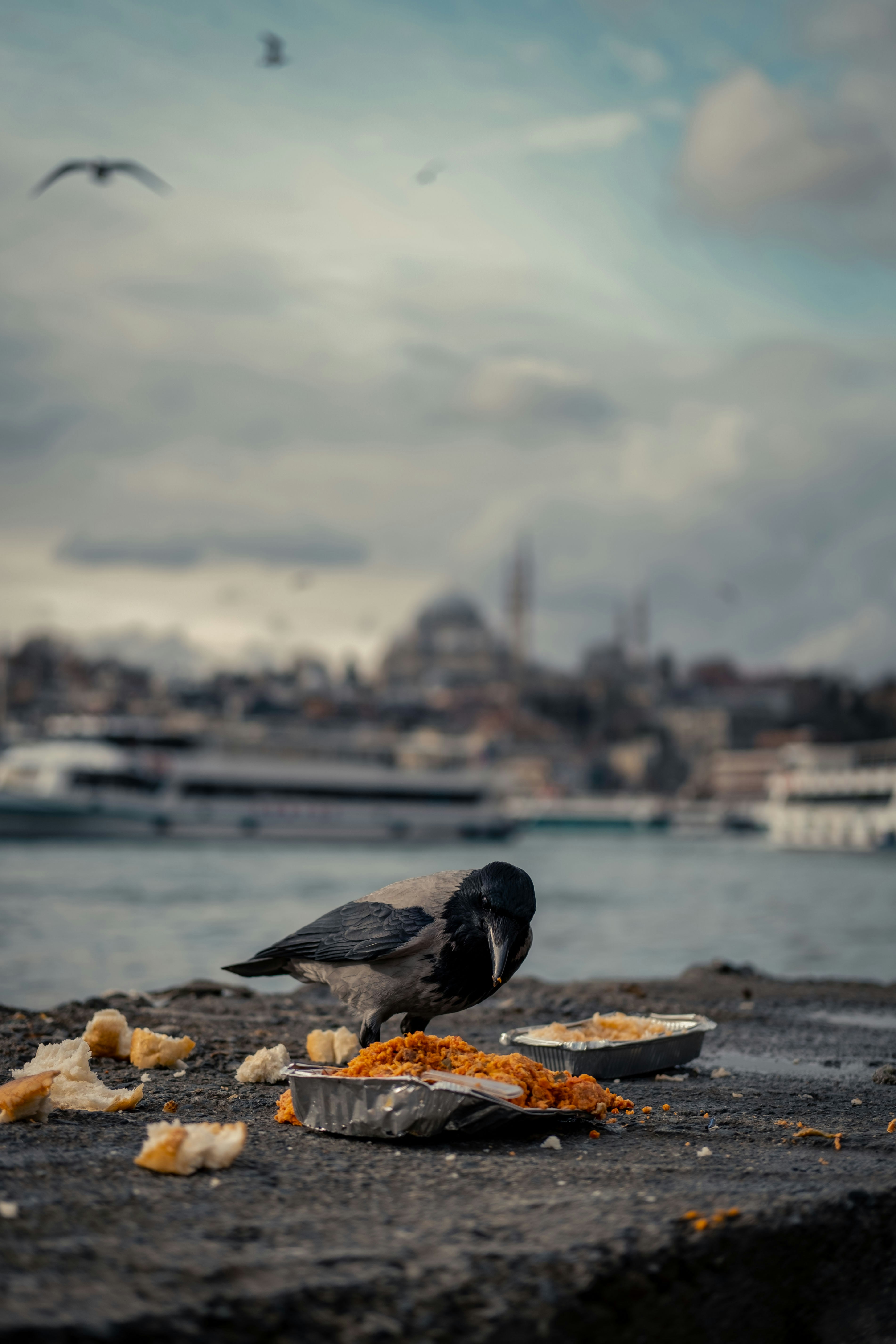 Midday Scavenger: A Crow at the Shore with Urban Backdrop
