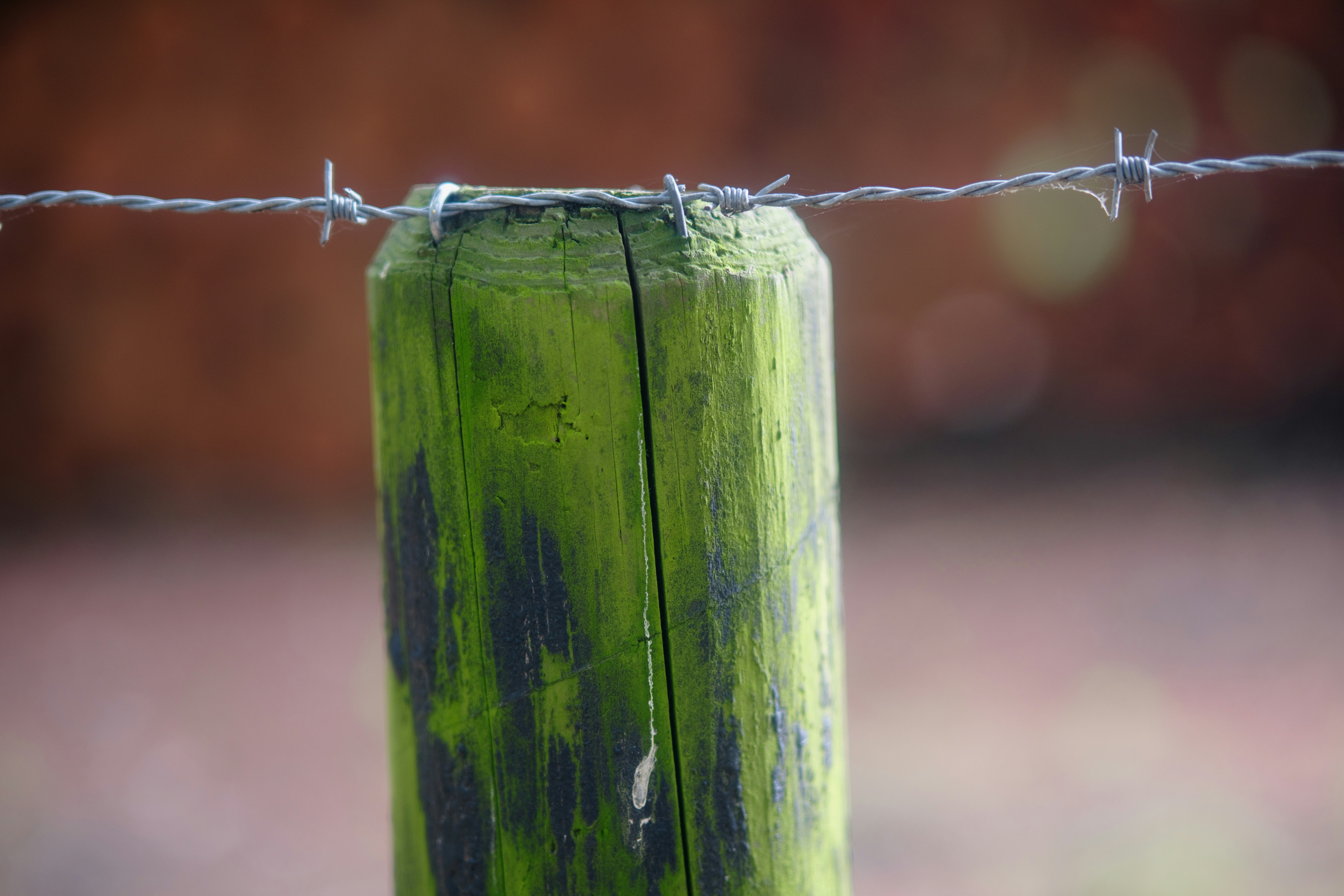 Moss-Cloaked Fence Post: A Quiet Boundary in Focus