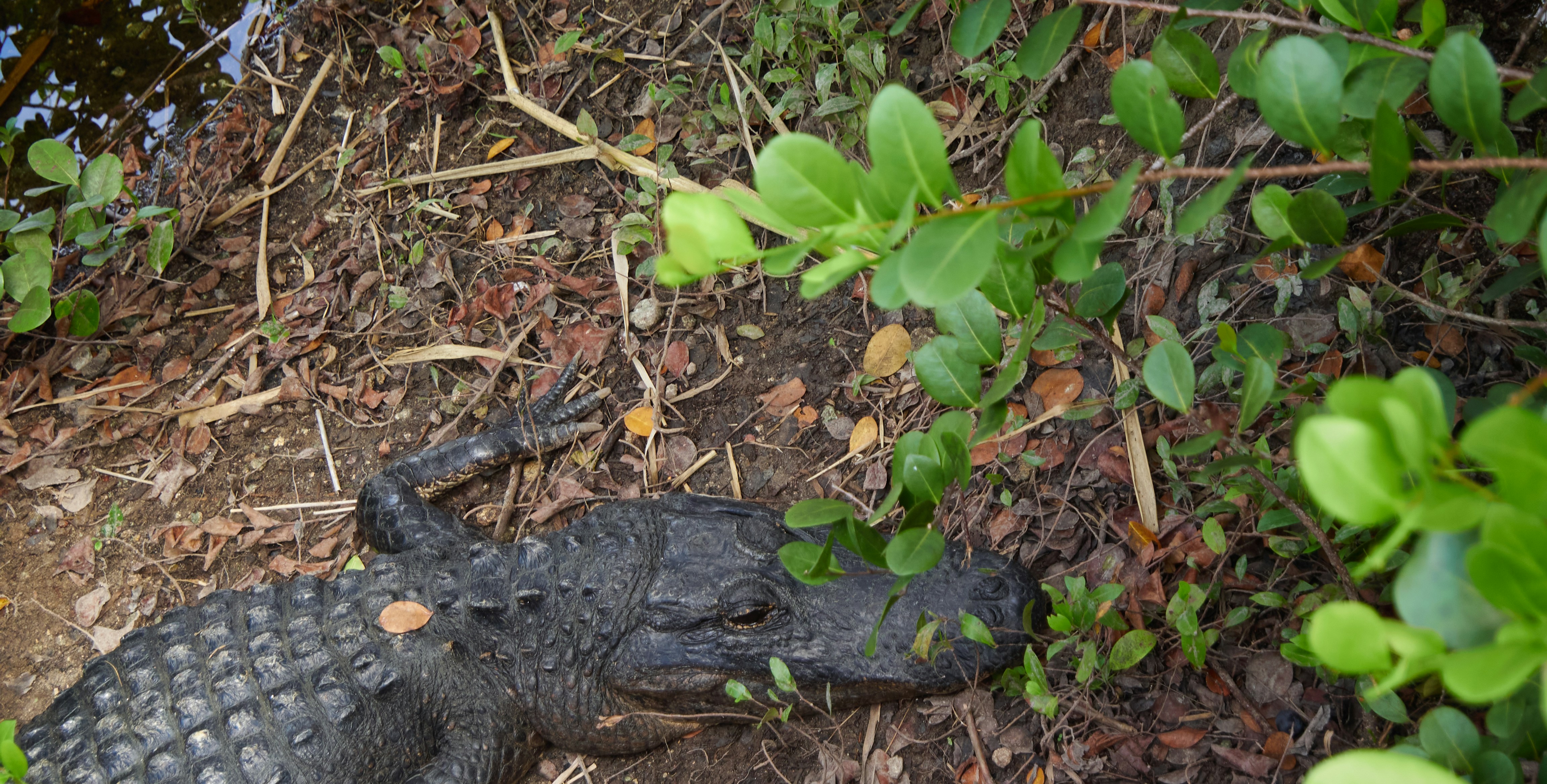 Alligator resting on the riverbank, partially obscured by lush green foliage.