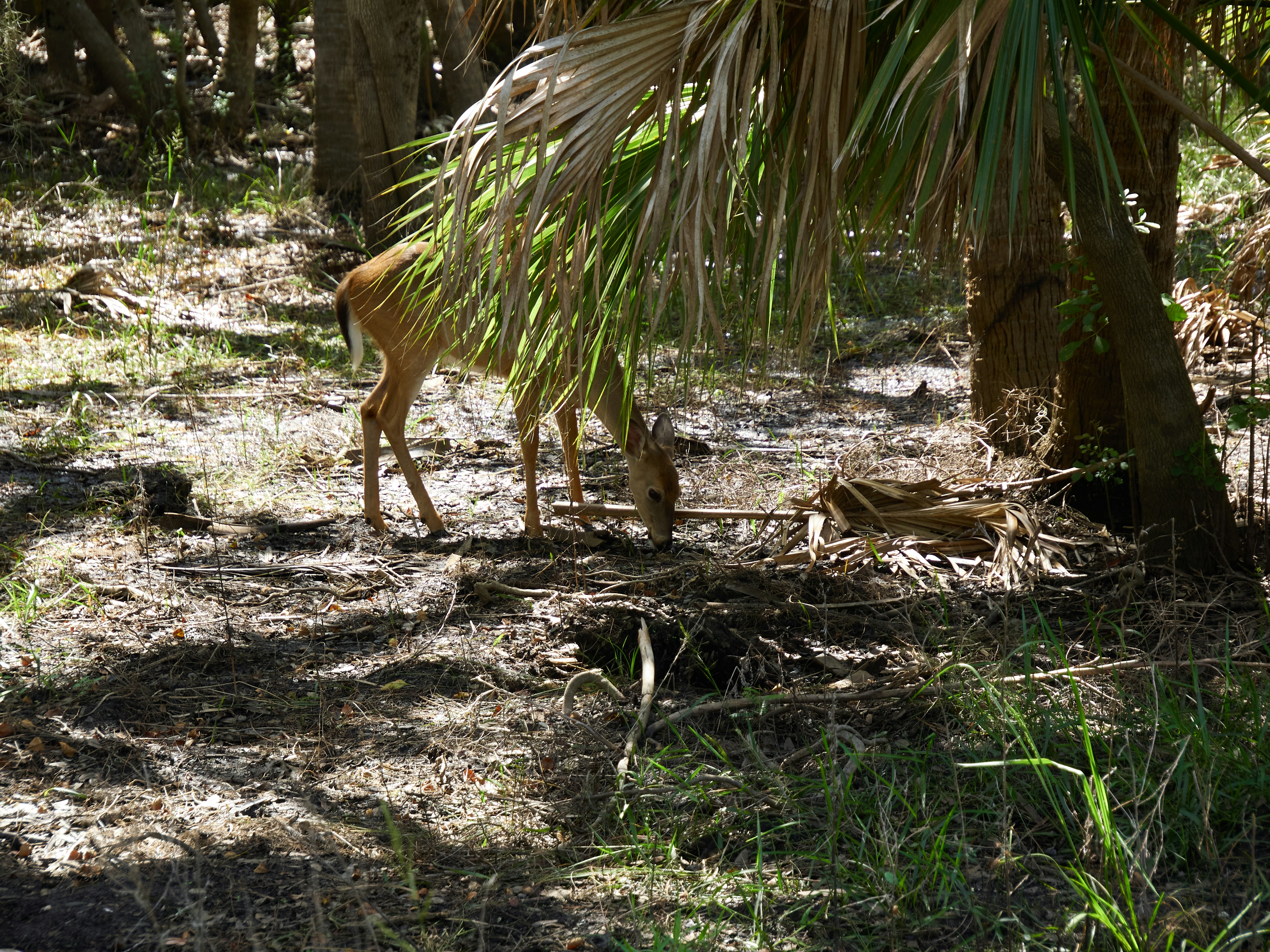 Dappled Forager Beneath Palm Fronds