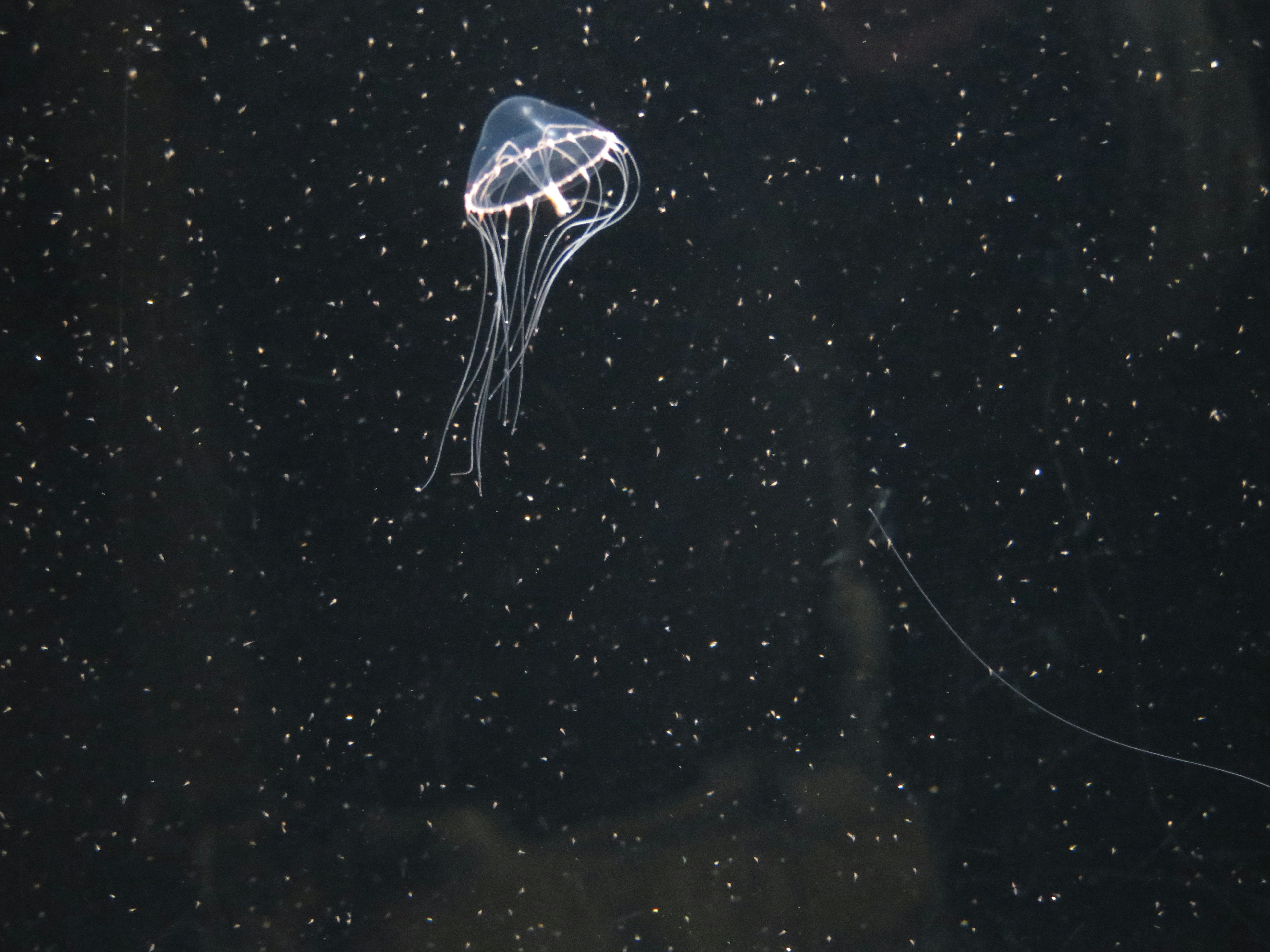 Delicate jellyfish glows softly in dark water, surrounded by suspended bubbles and specks. The image captures a moment of underwater light and stillness.