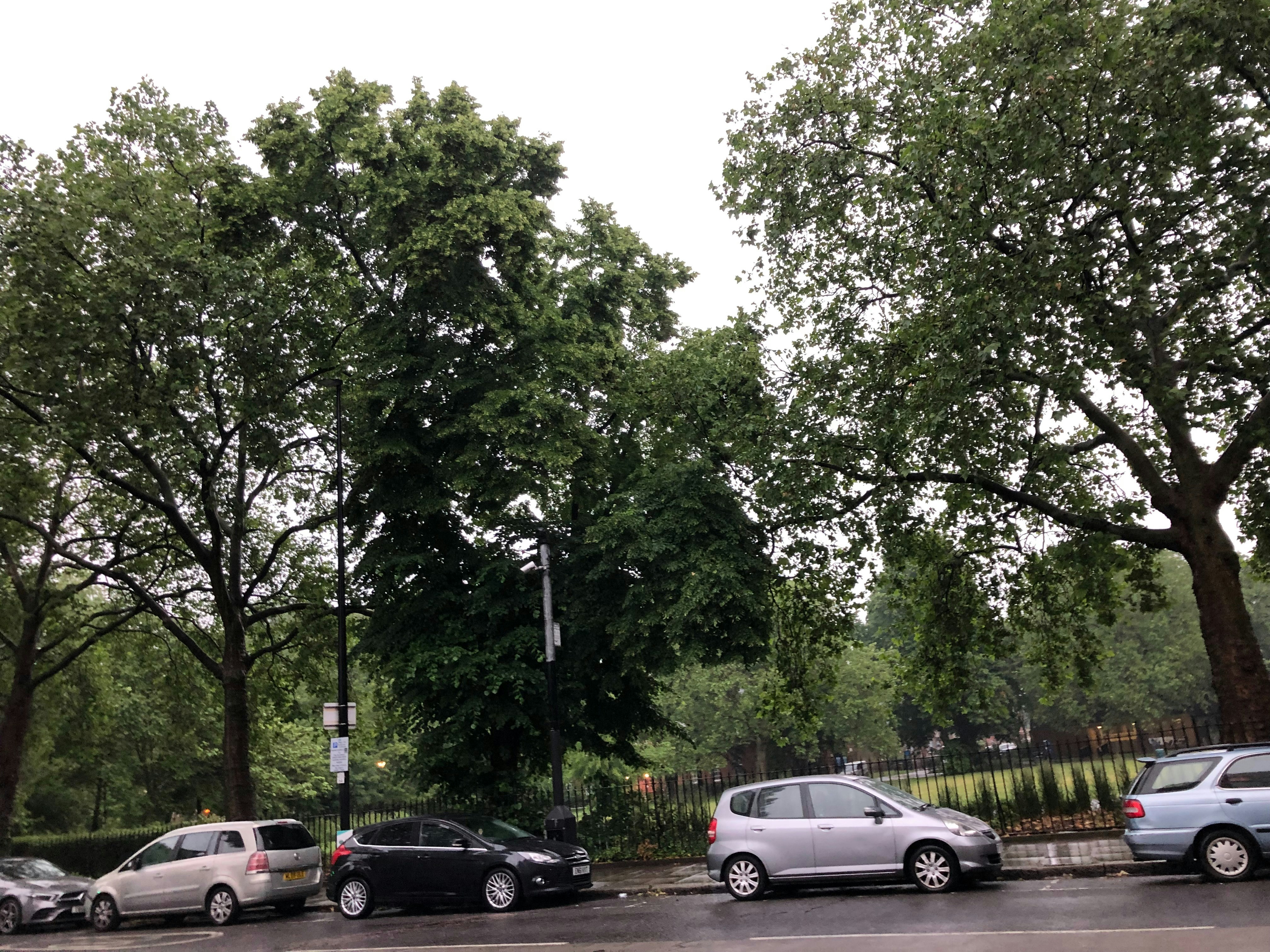 Leafy Streetline: Parked Cars Framed by Trees and Park Fence