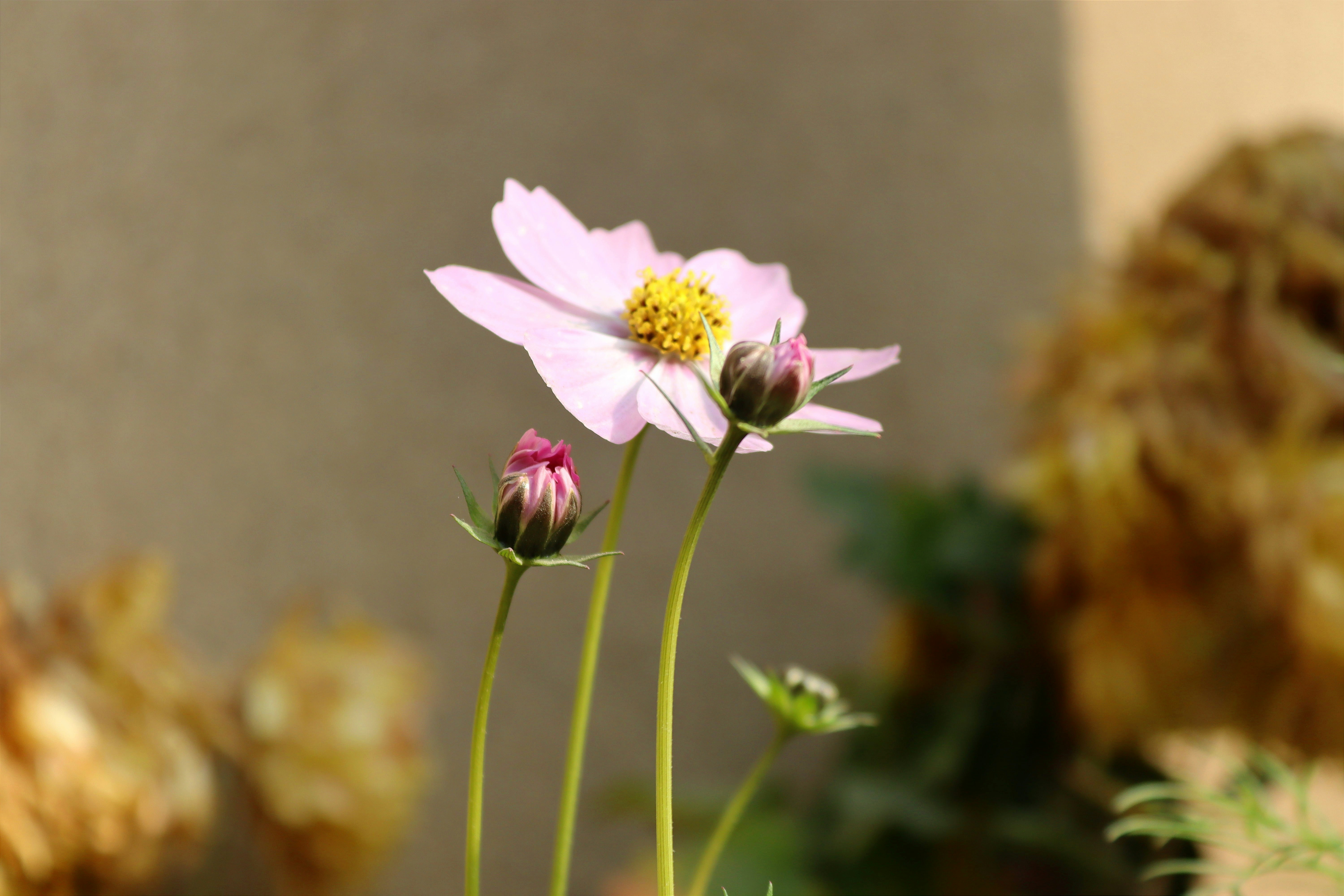 Cosmos in Focus: a Pink Garden Bloom Reaching Toward Quiet Autumn Light