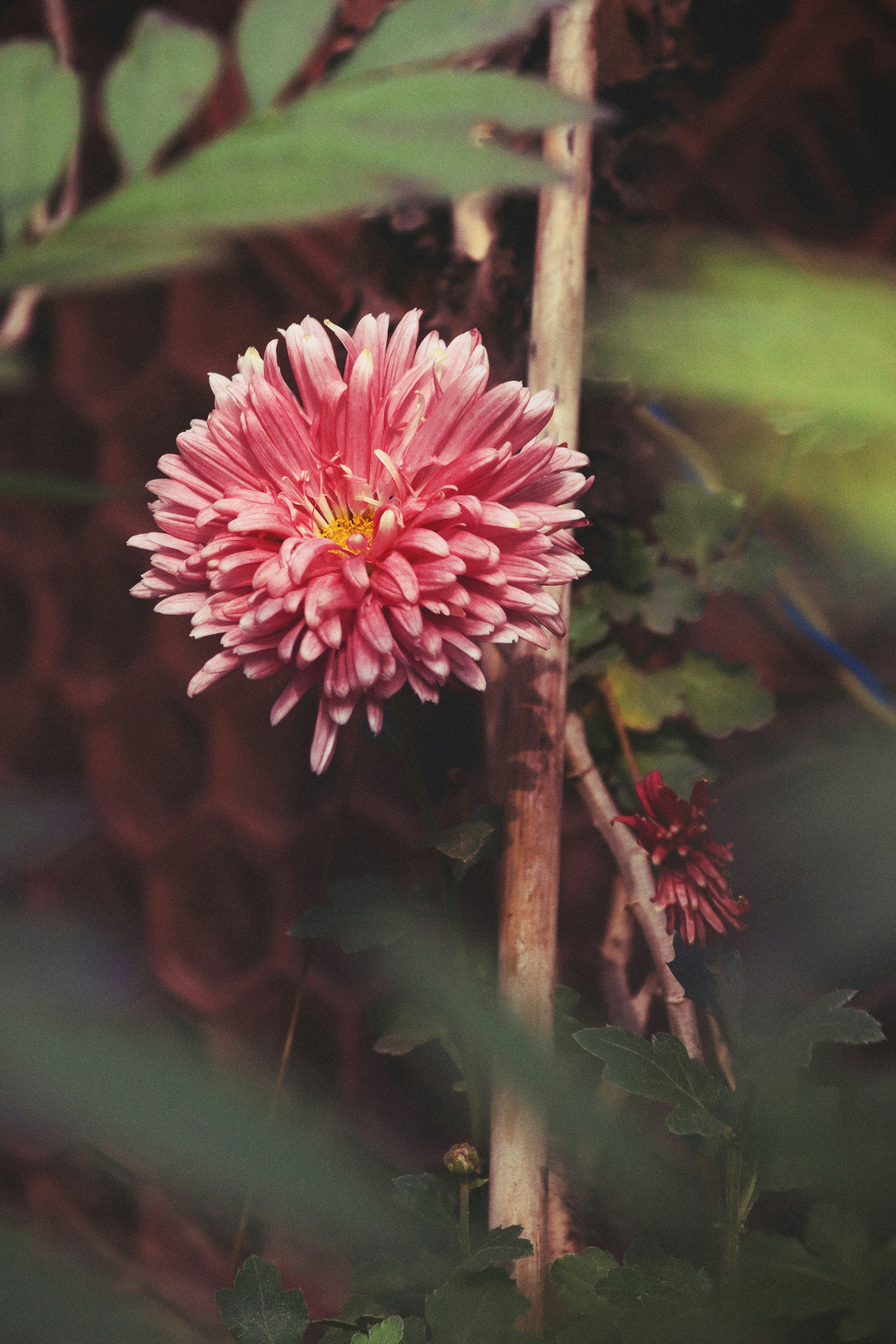 Petal Globe in a Quiet Garden: Pink Dahlia Framed by Wood and Vines