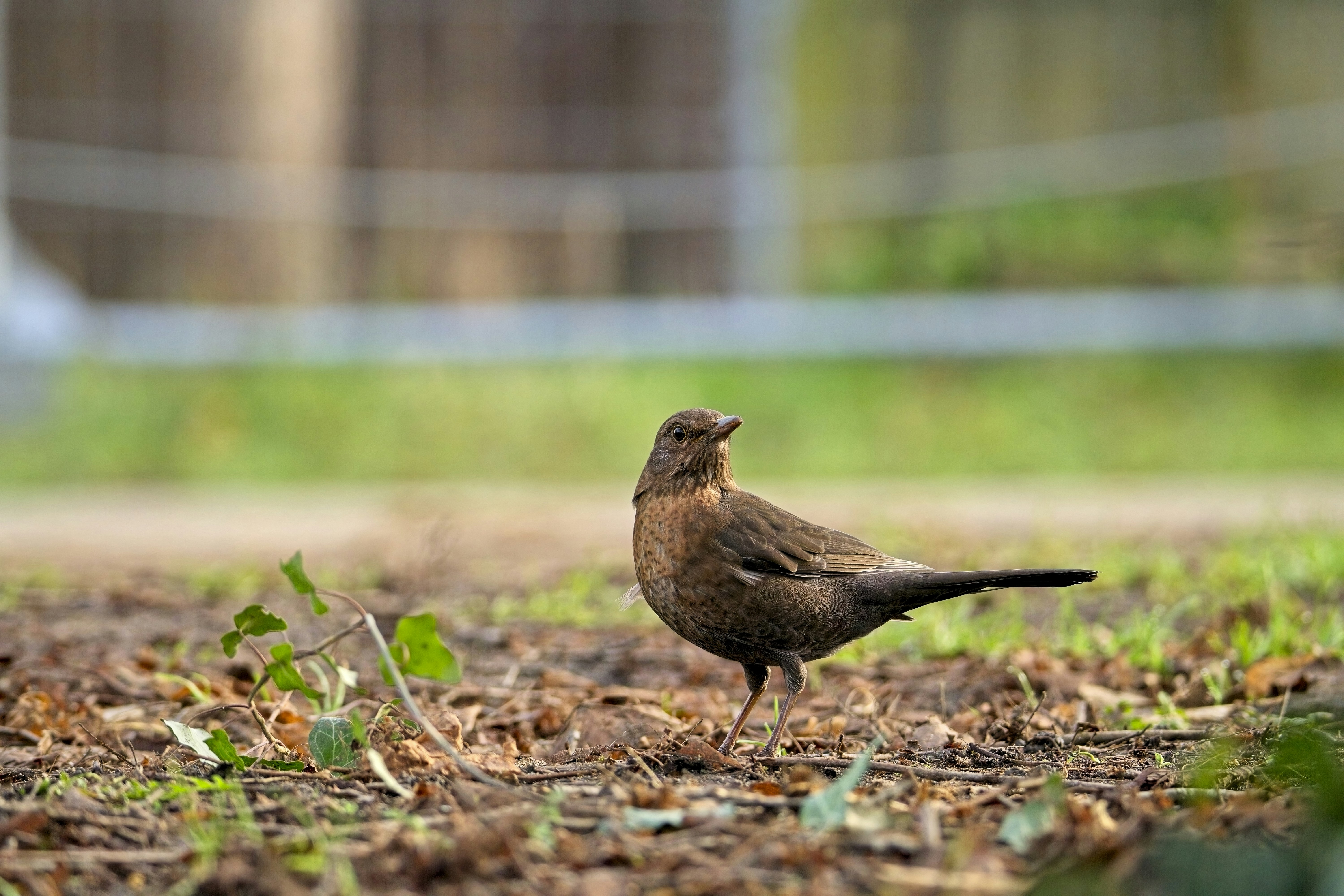 Park-Path Brown Warbler: A Quiet Pause on Leaf-Litter