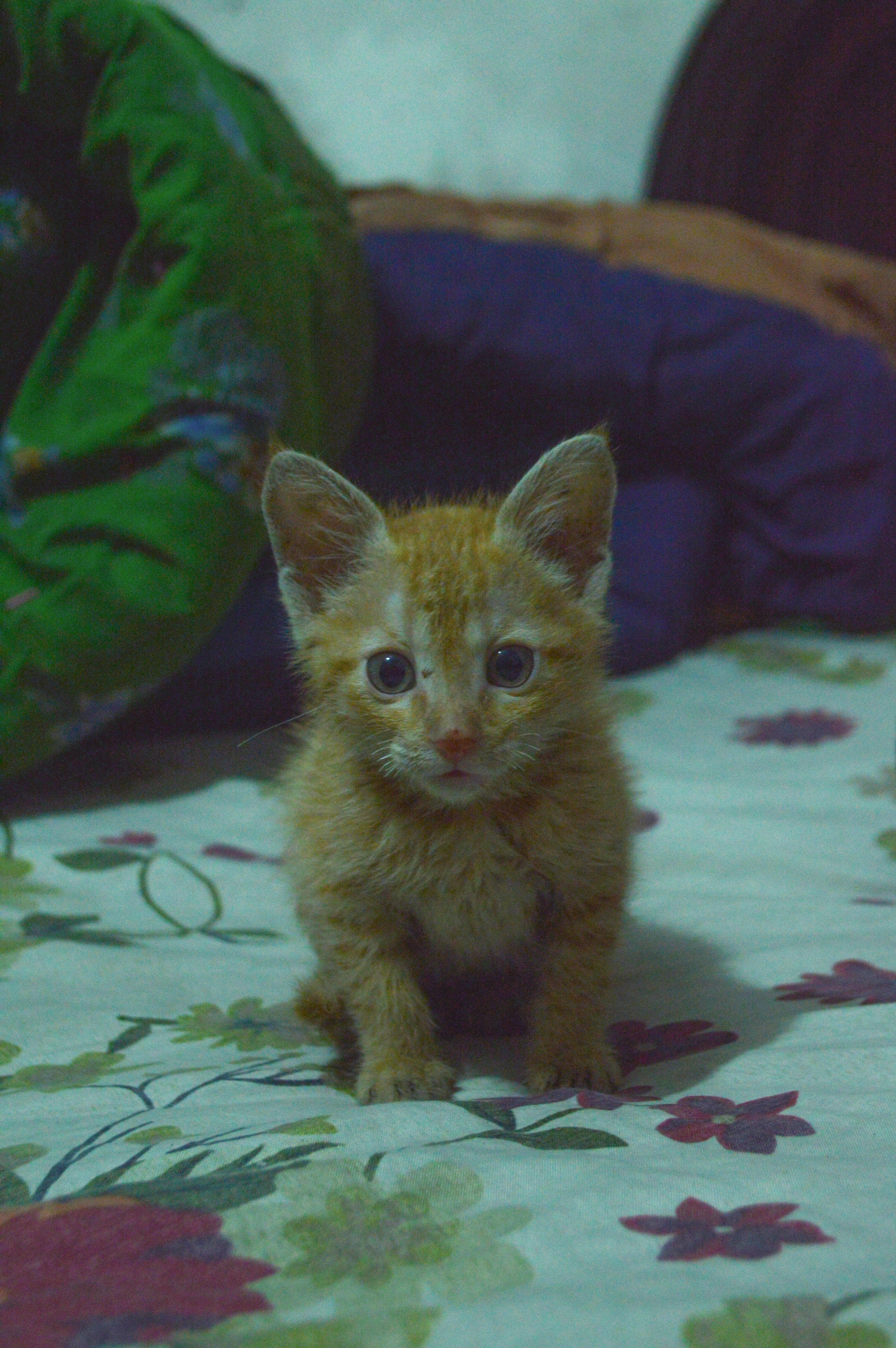 Emerging Kitten Stare: Orange Fur and Wide-Eyed Wonder on a Floral Bed