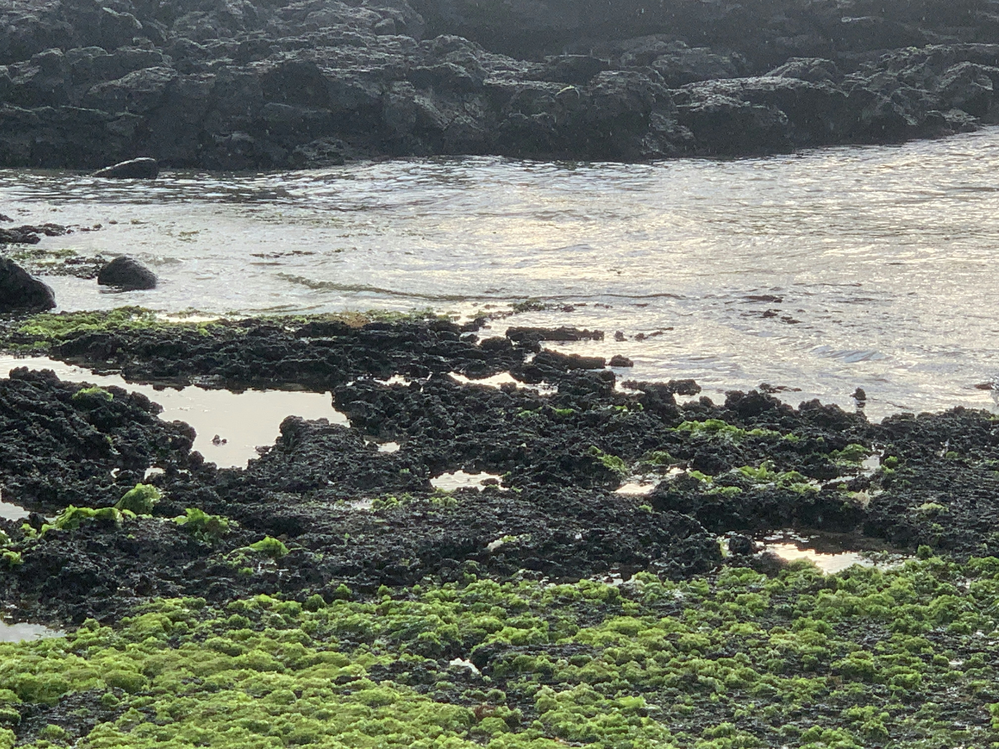 Tidal Textures: Nature's Coastal Canvas