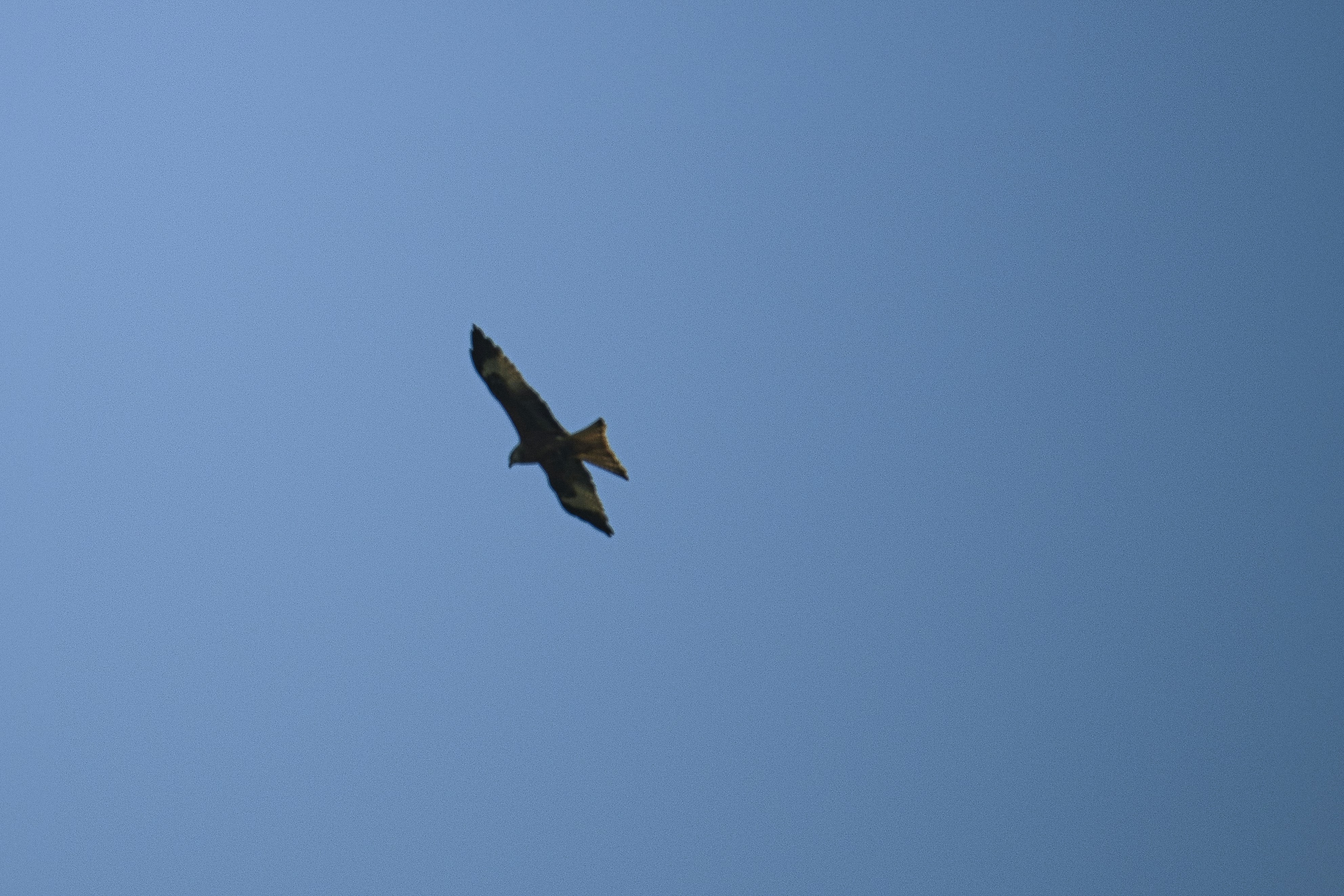 A bird flying high up in the sky photo – Free Animal Image on Unsplash