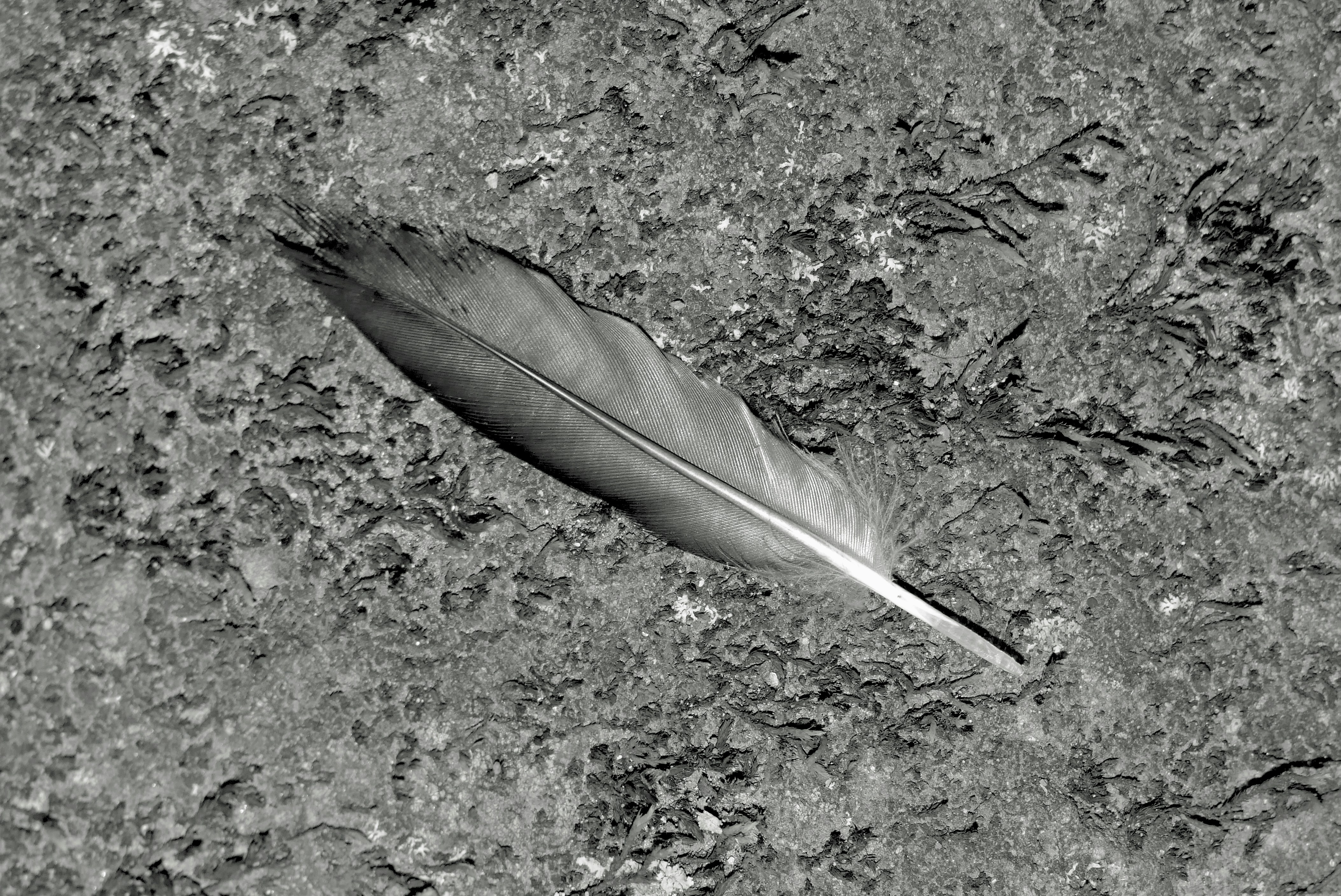 Lone Feather on Weathered Ground