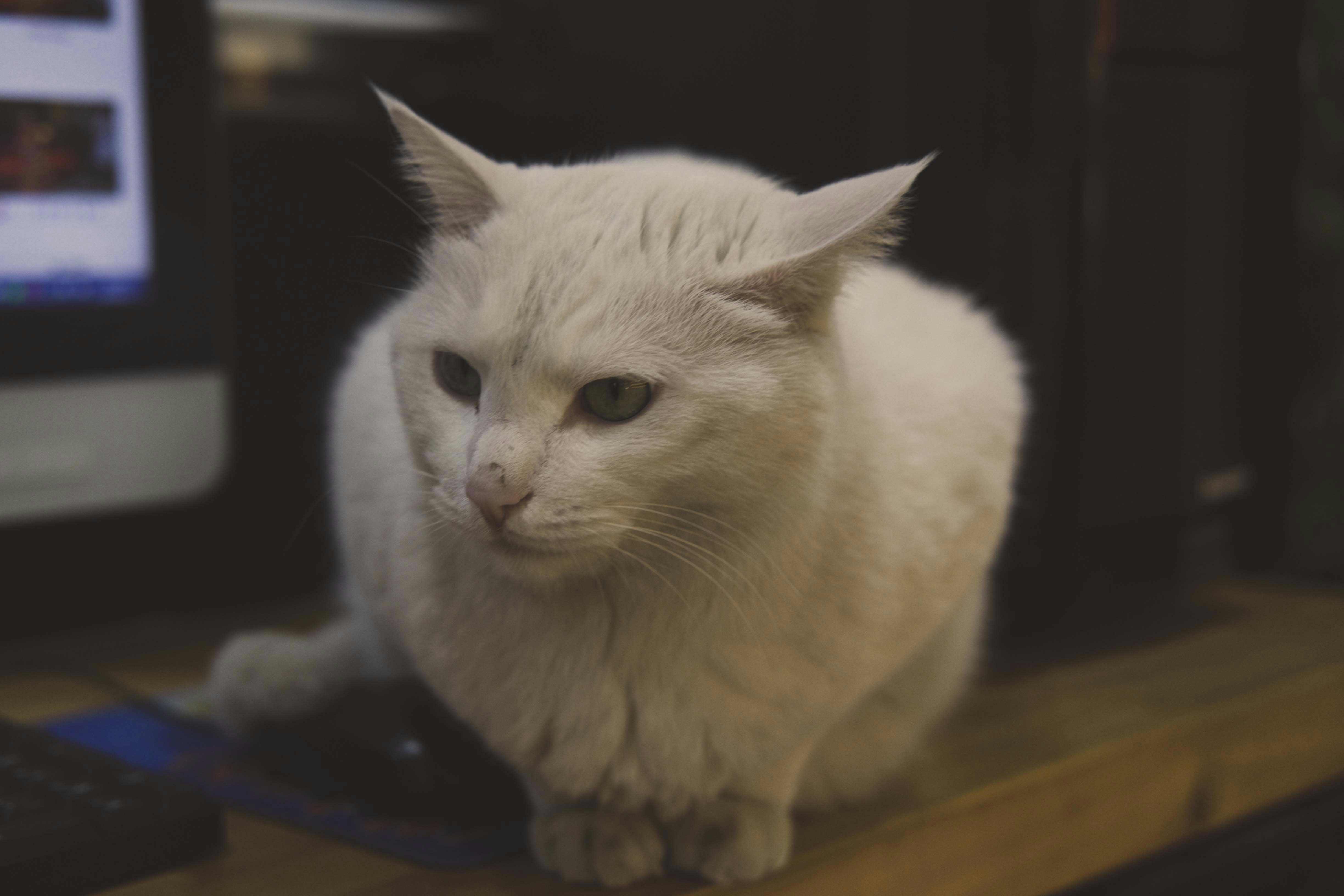 Whiskers in Soft Focus: White Cat on a Wooden Ledge