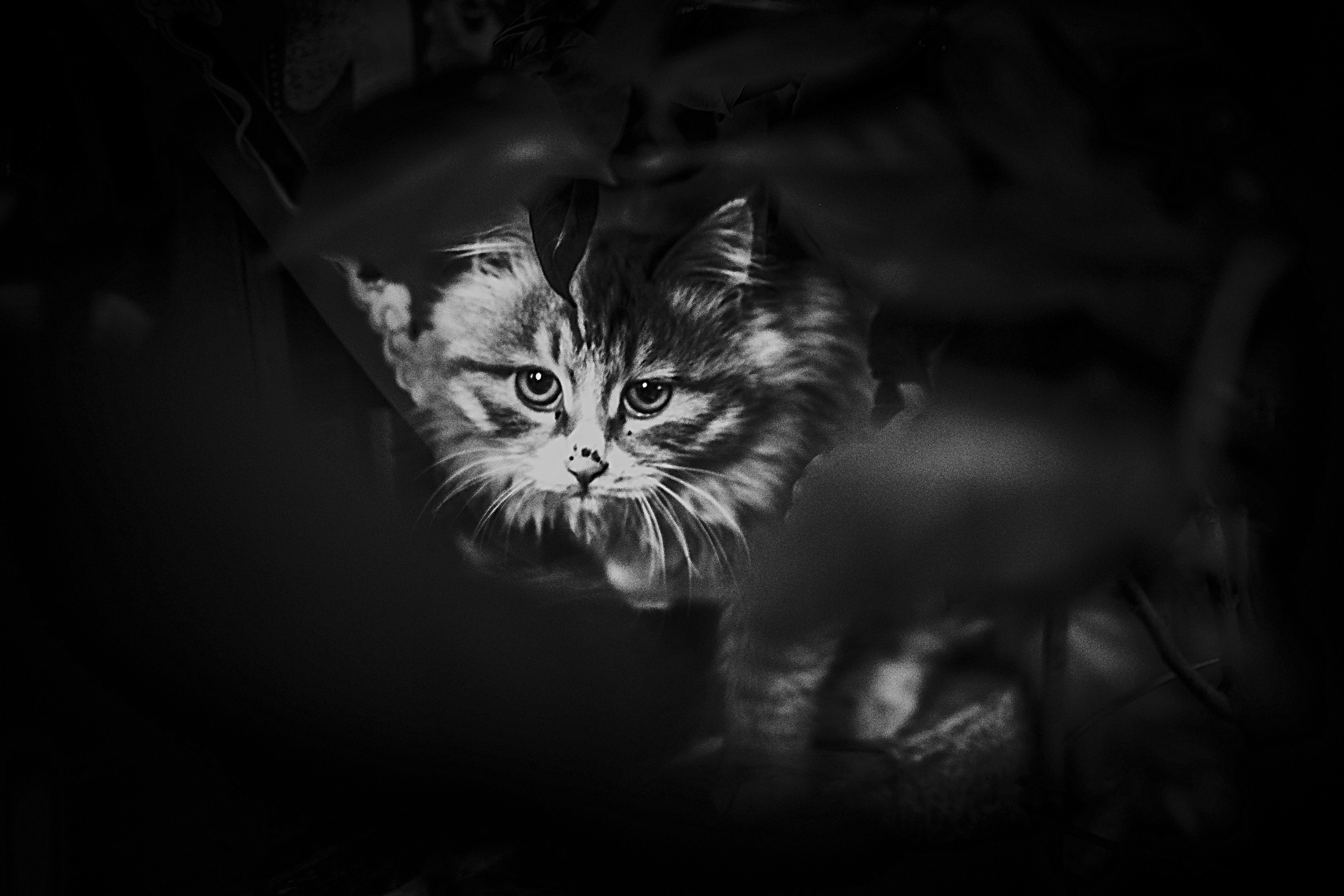 A black and white photo of a cat photo – Free Cat Image on Unsplash