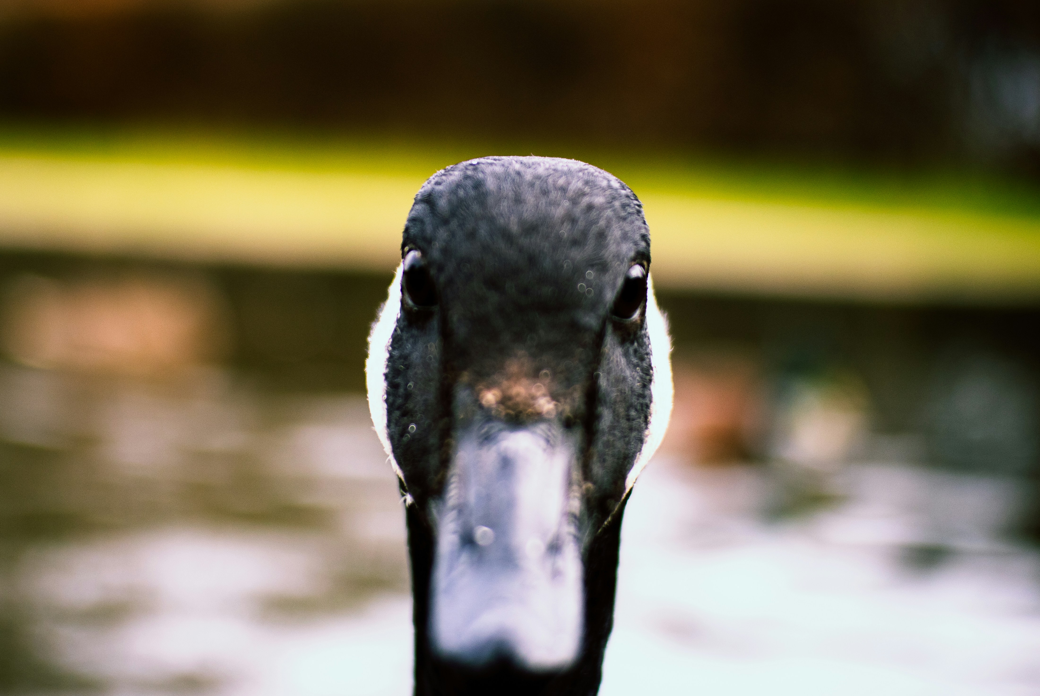 Direct Gaze: A Close-Up Swan Against a Blurred Lake