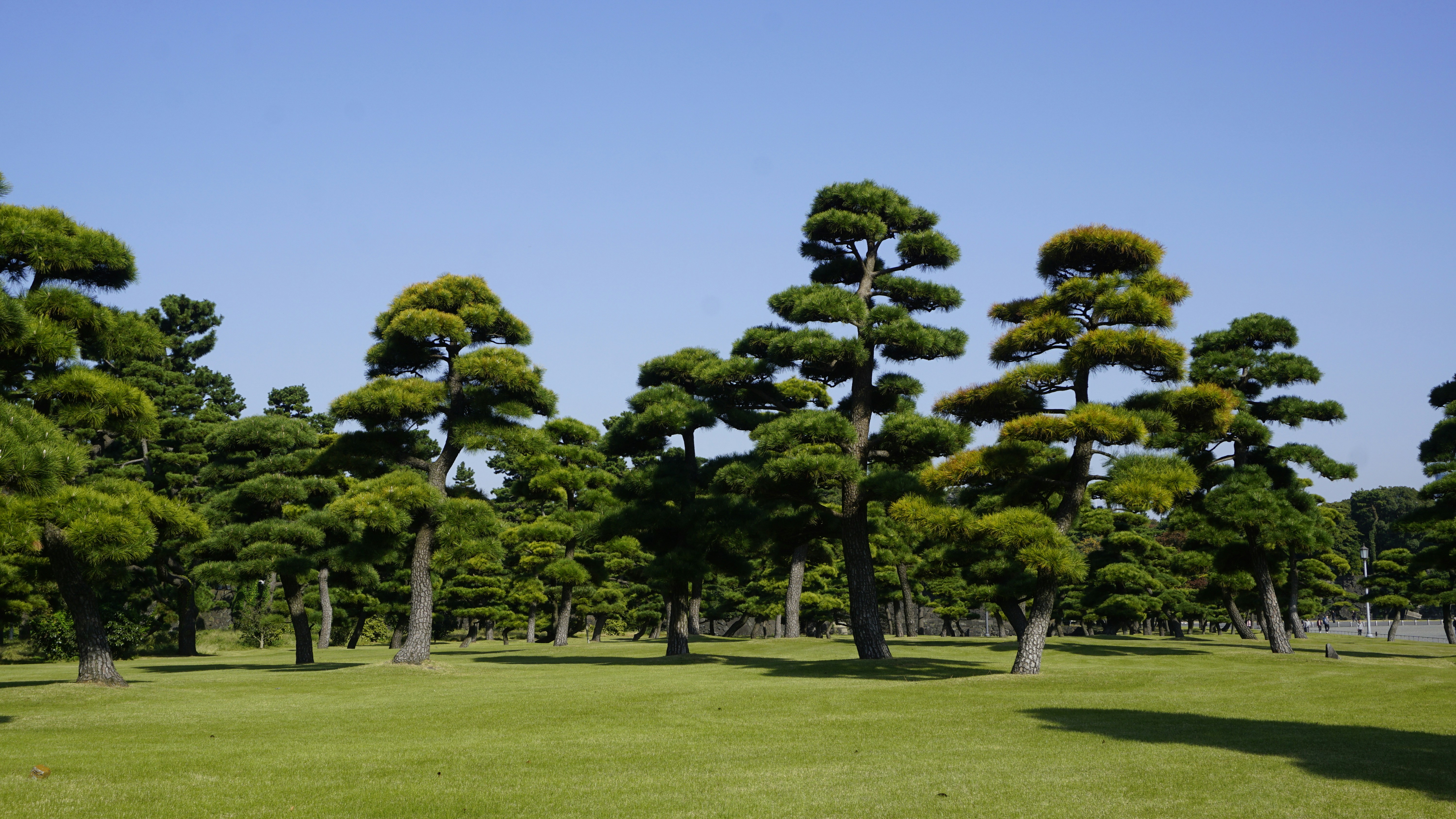 Sculpted Pines in a Sunlit Parkscape