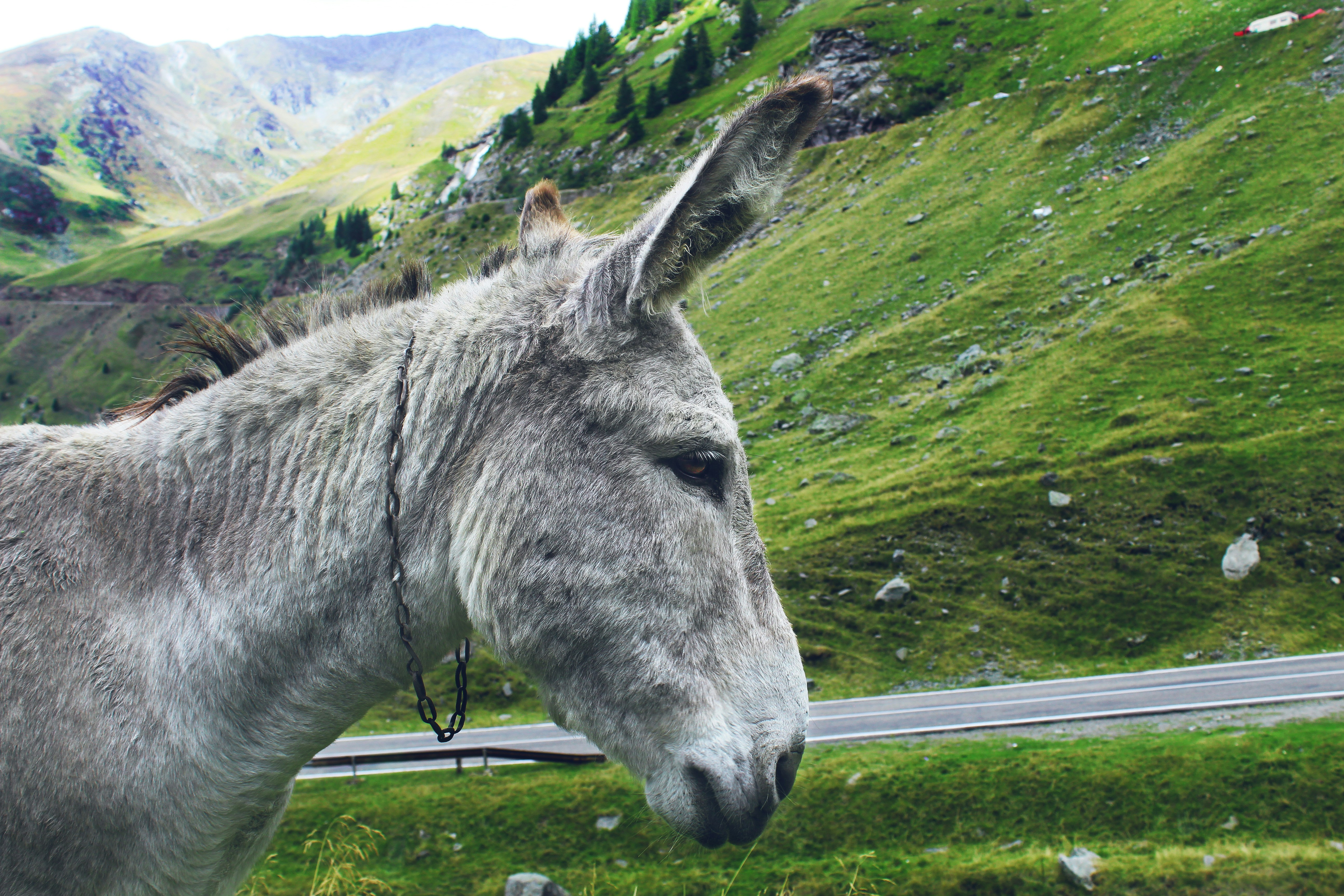 Serene Donkey by the Mountain Road