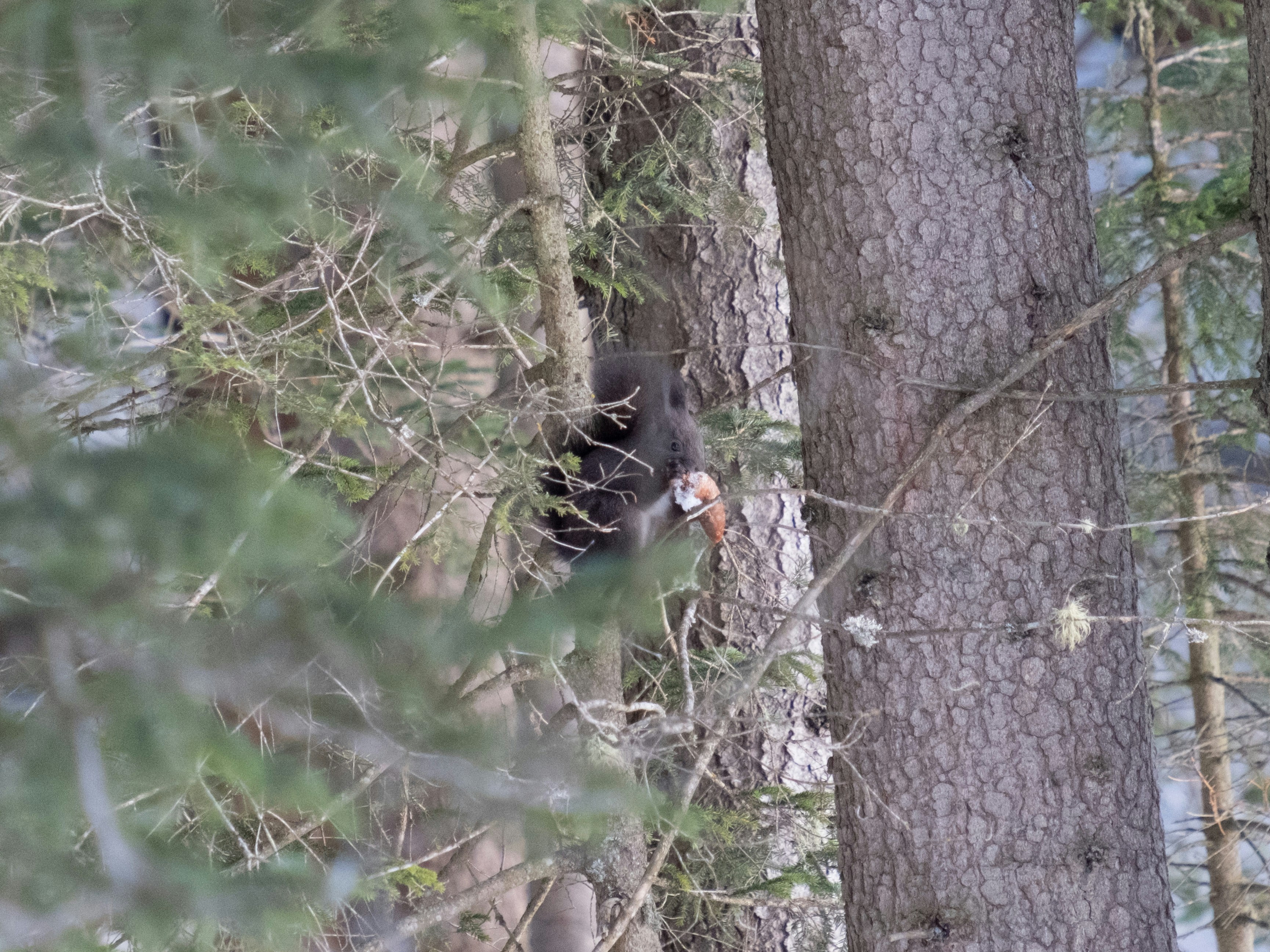 Black Bear Cub Peeks Through Pine Needles, Clutching a Snack