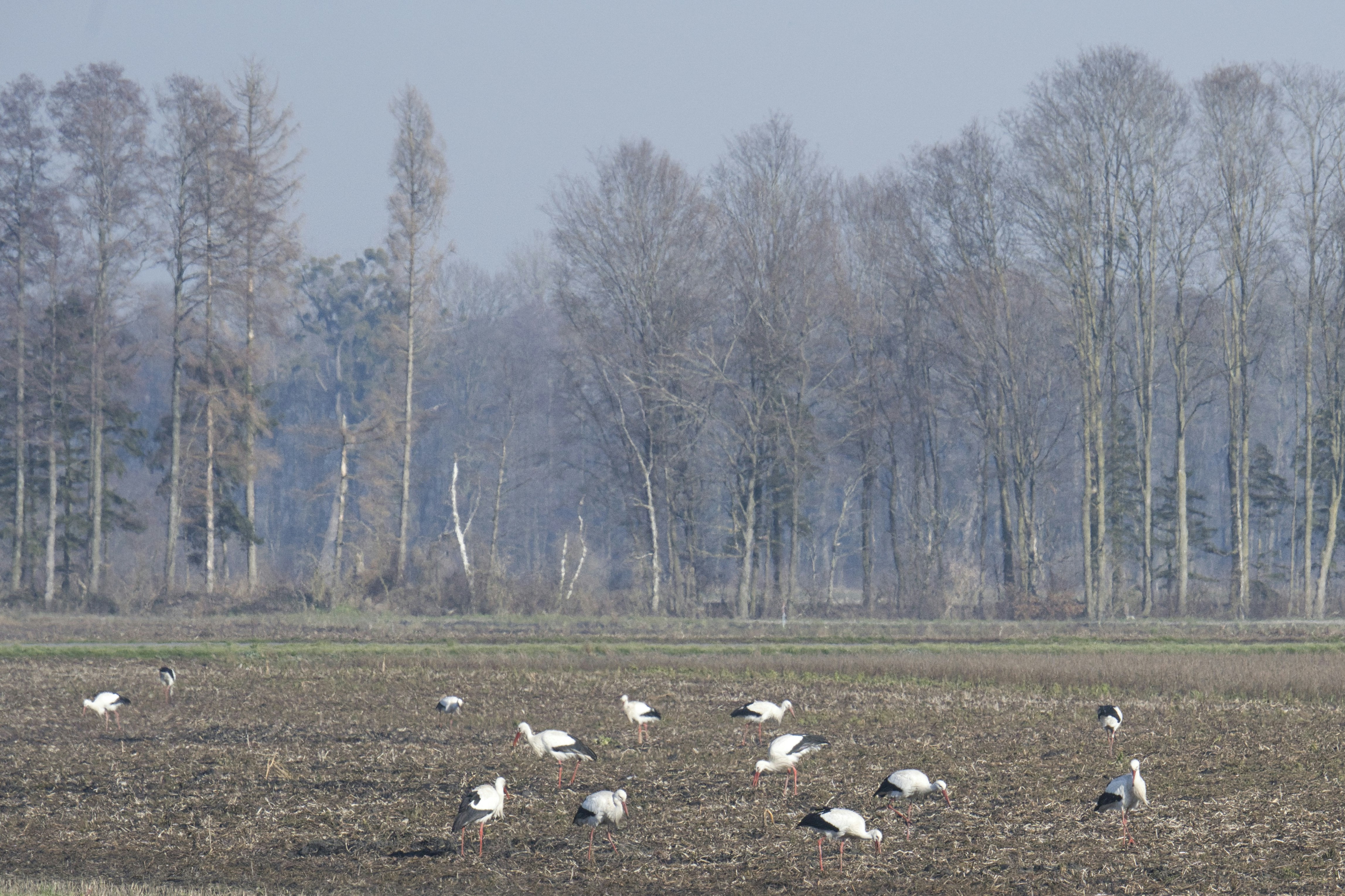 Flock of birds standing on a dry grass field with bare trees in the background.